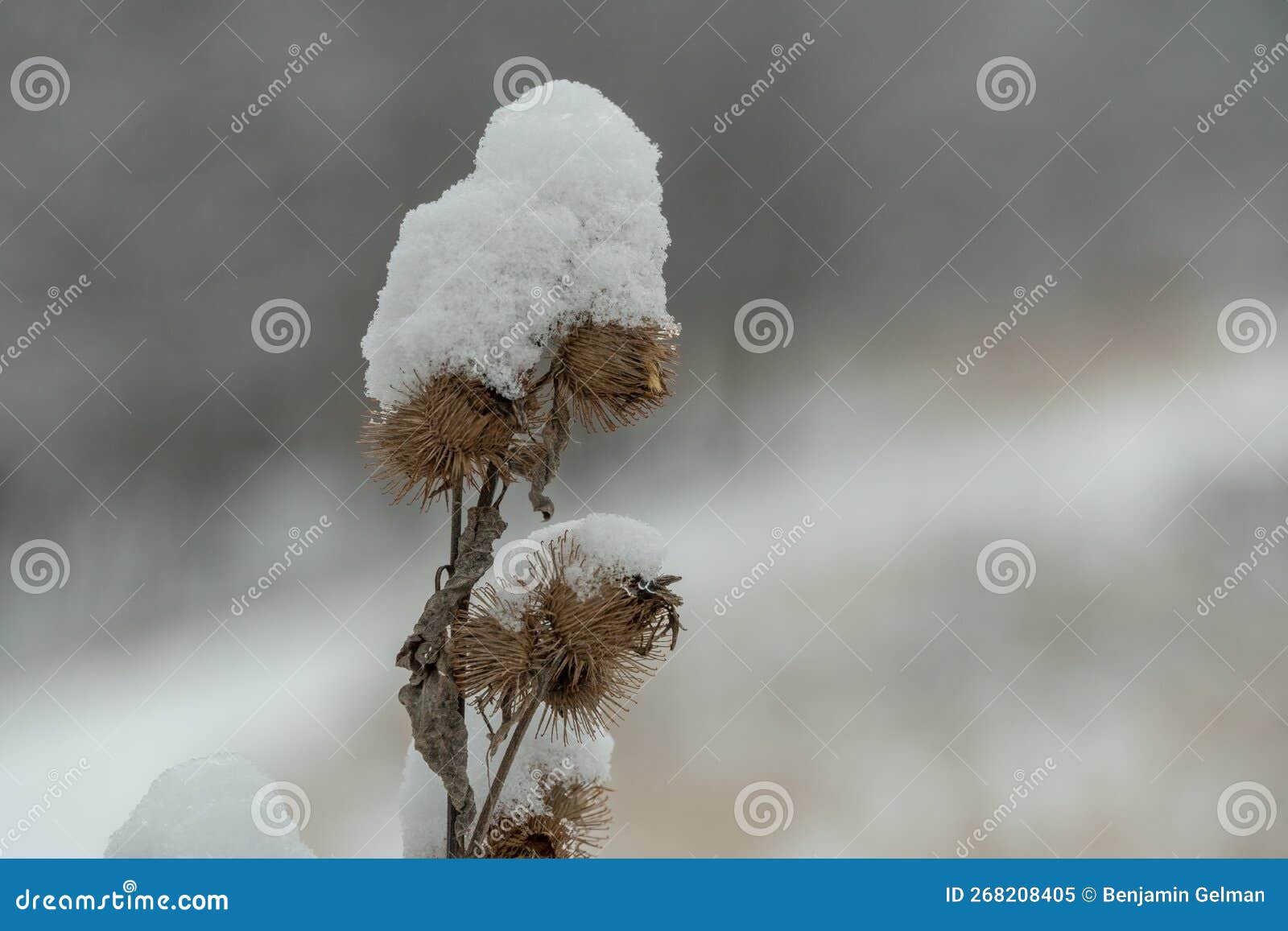 Winter`s thorn burdock stock image. Image of seeds, flora - 268208405
