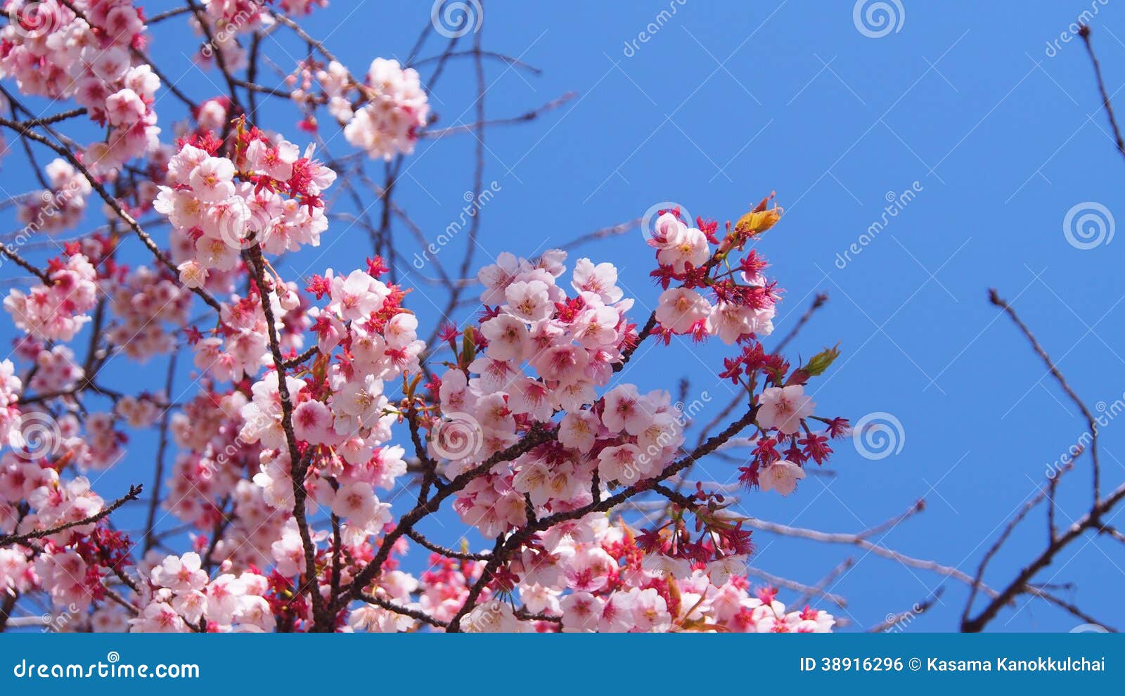 Winter Sakura stock photo. Image of sakura, cherry, white - 38916296