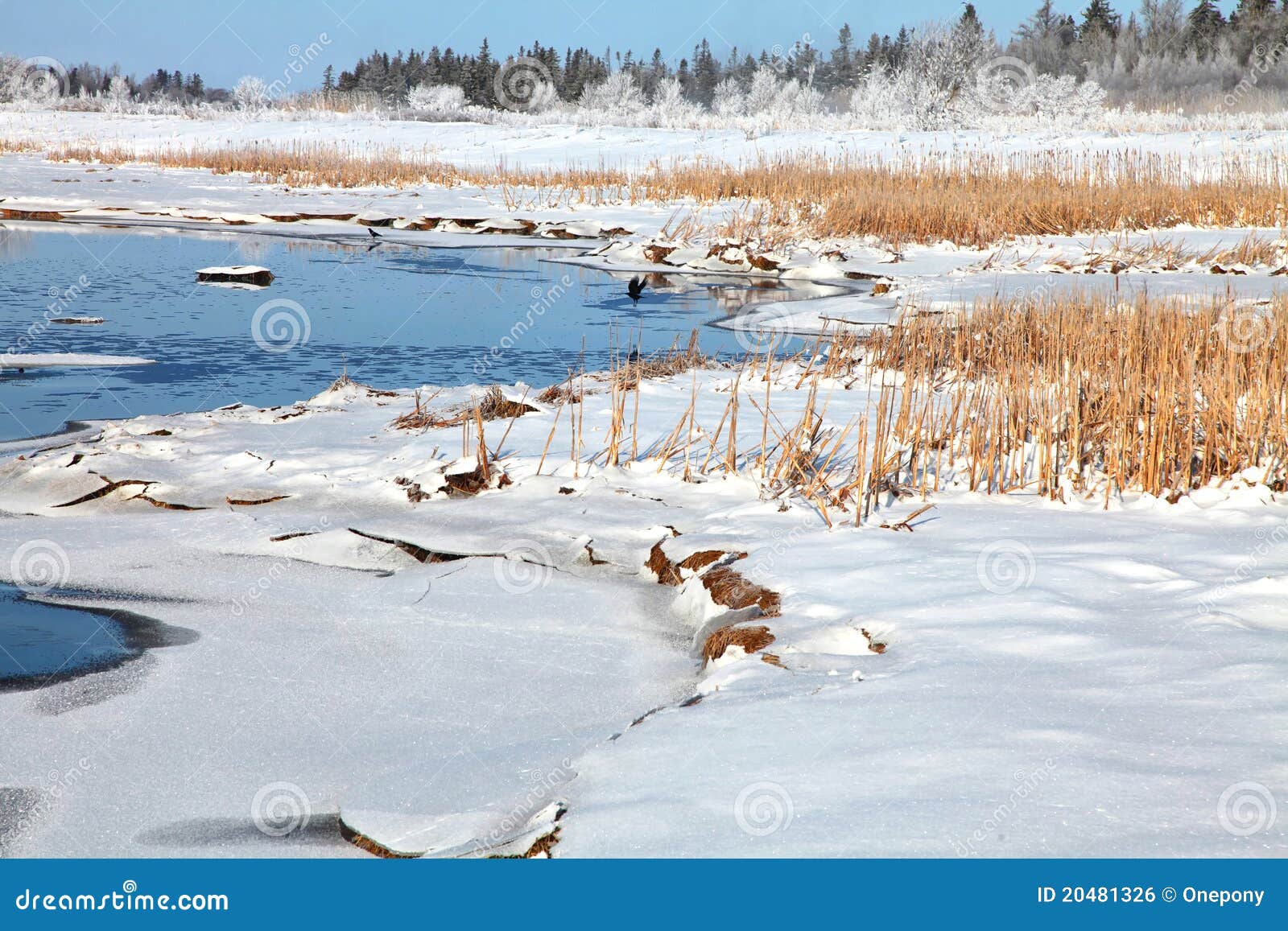 Winter Salt Marsh stock photo. Image of rural, shoreline - 20481326