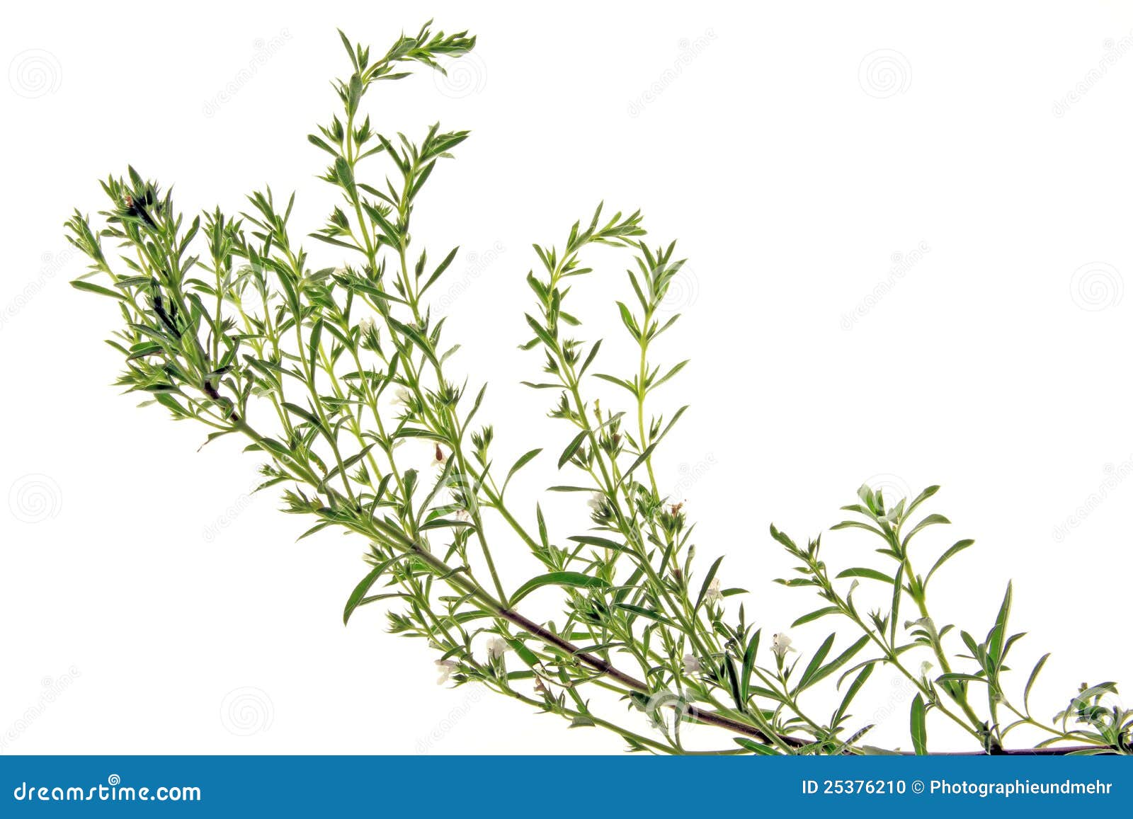 Winter savory stock photo. Image of space, satureja, copy - 25376210
