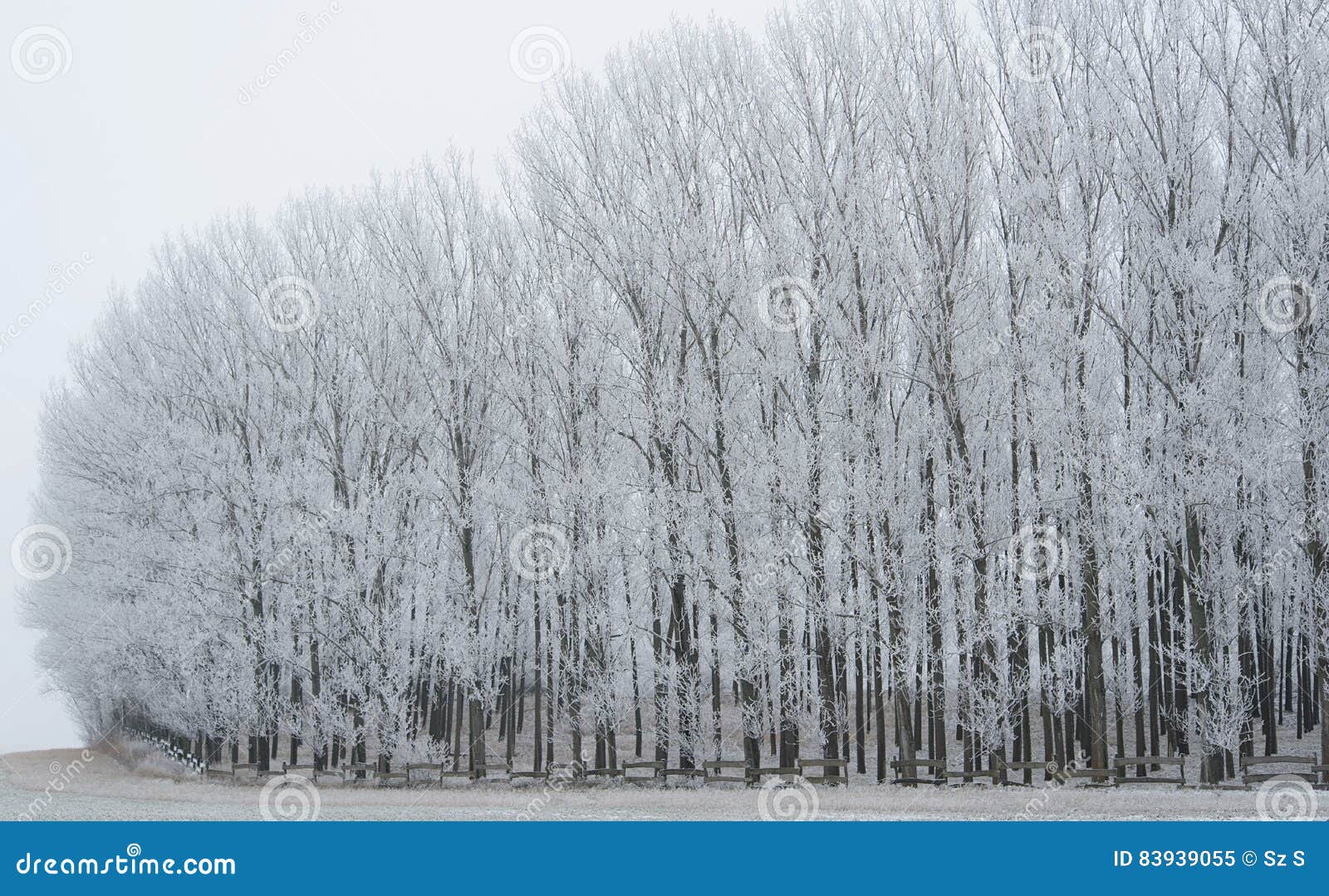 Winter scane in the nature stock image. Image of frosty - 83939055