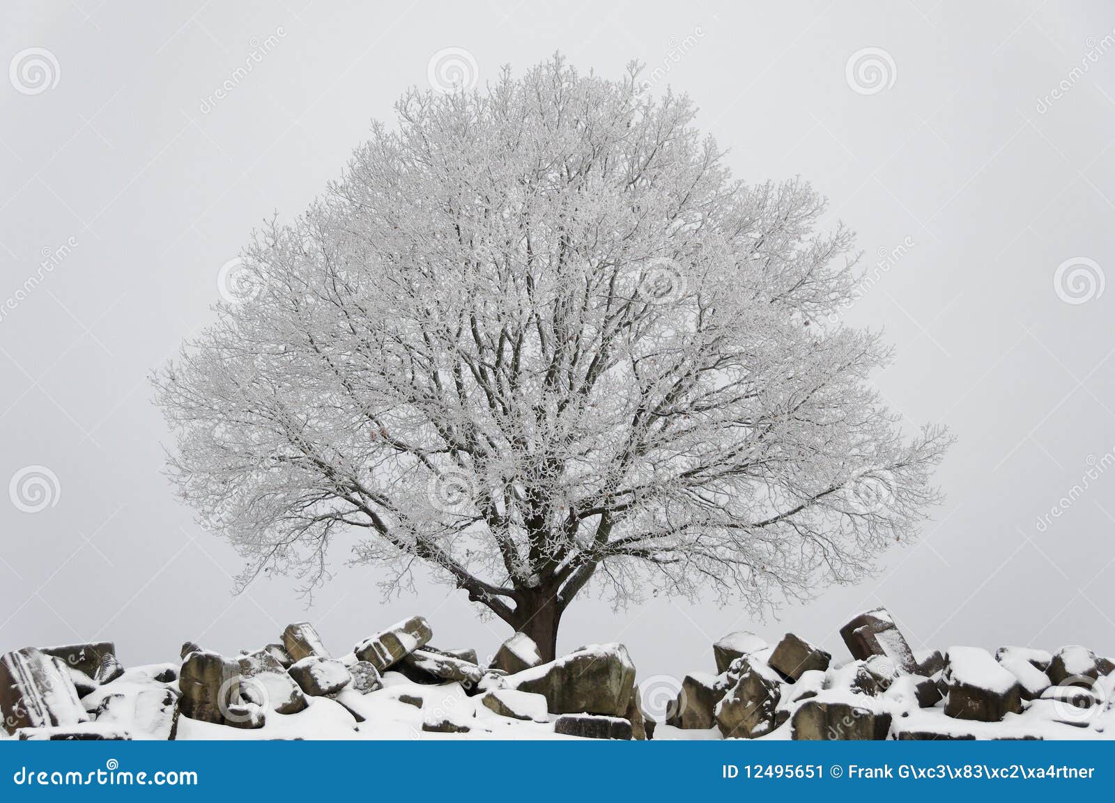 Winter Scenario - Tree and Ruins Stock Image - Image of tree, scenic ...