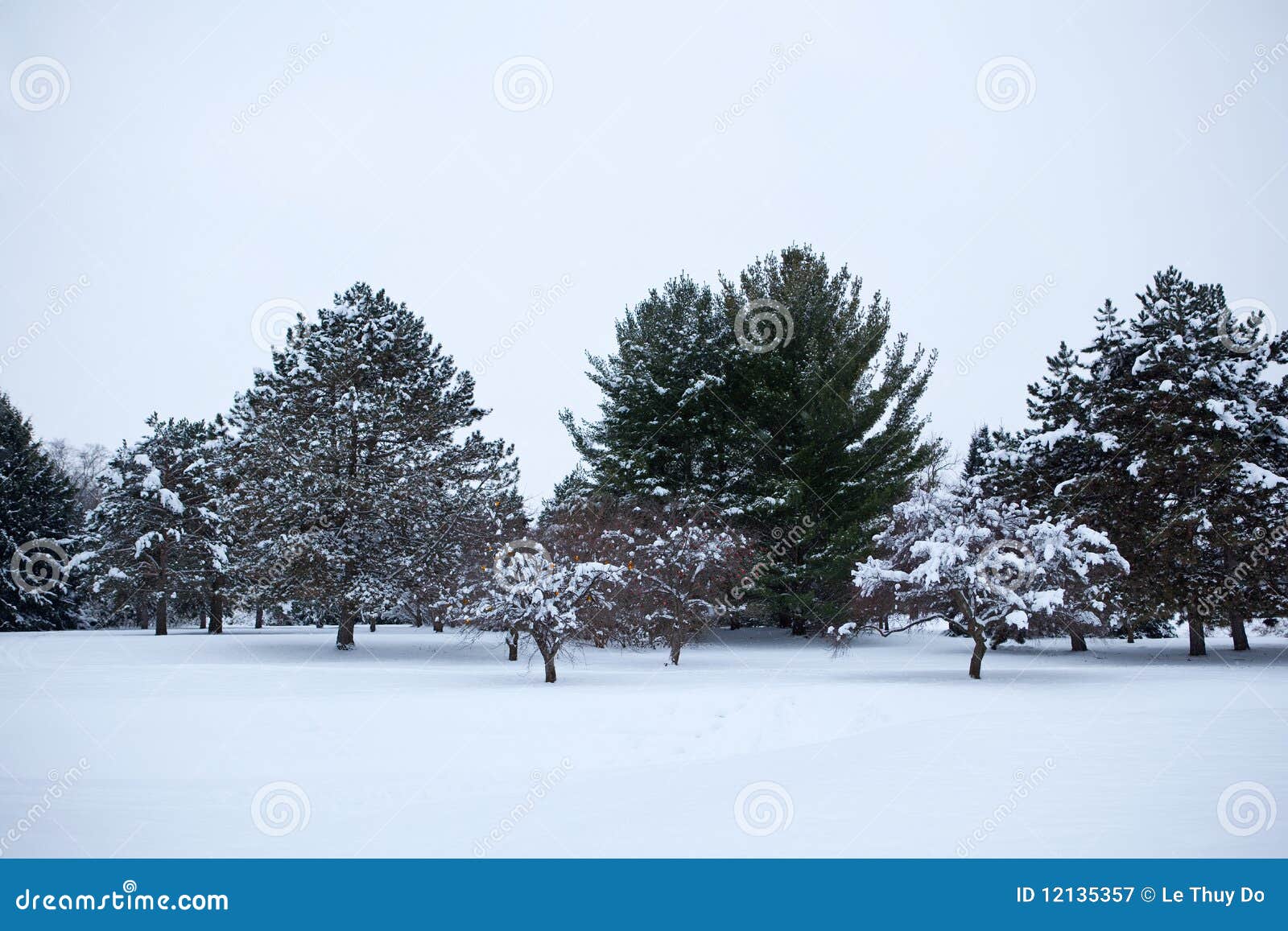 Winter Scene stock image. Image of cherry, white, weather - 12135357