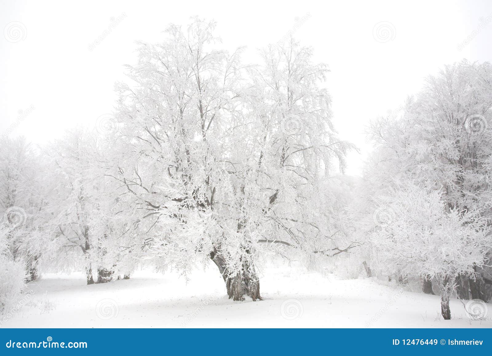 Winter scene stock image. Image of frost, tree, covered - 12476449