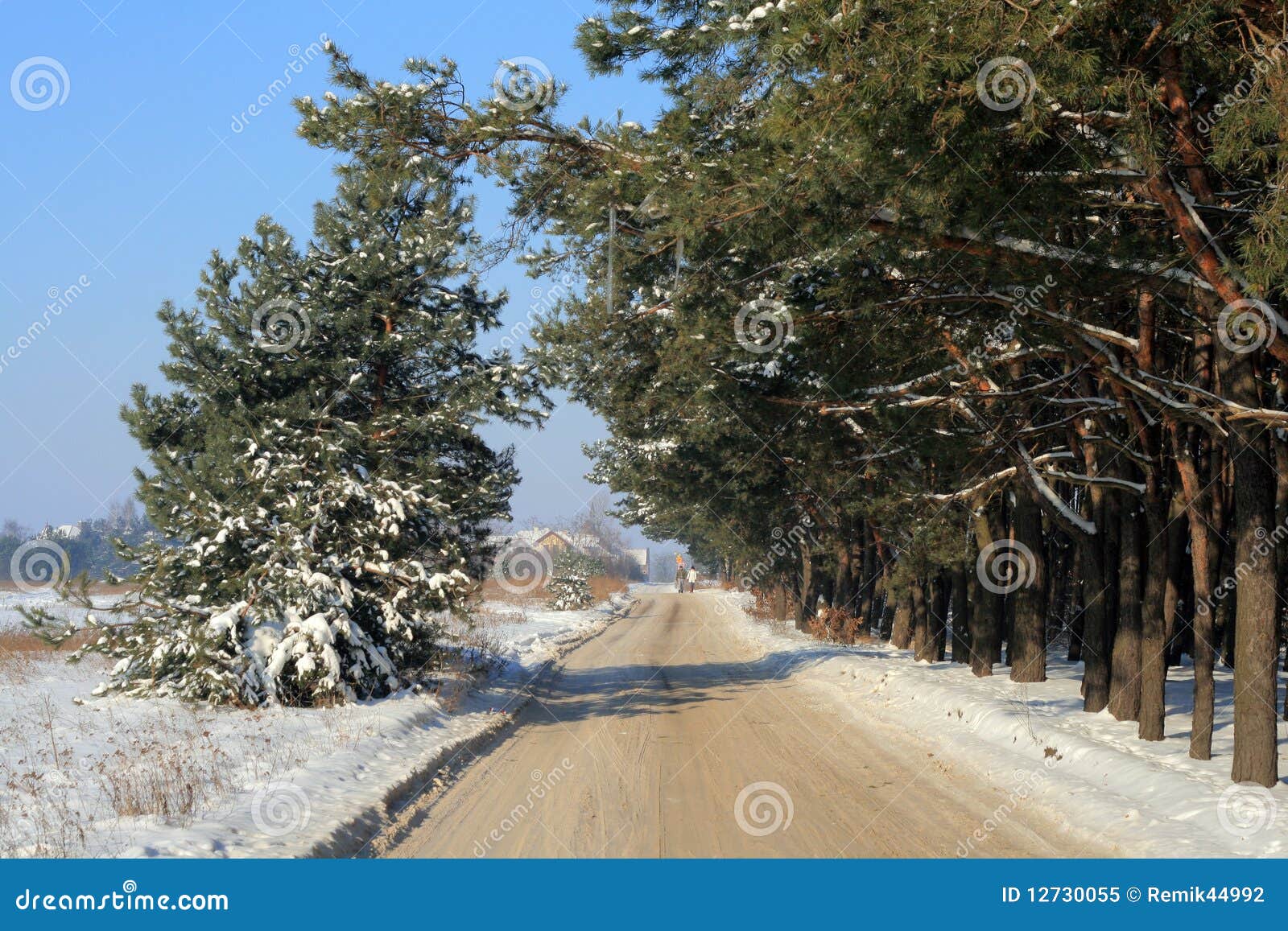 Winter scene stock image. Image of january, pine, tranquil - 12730055