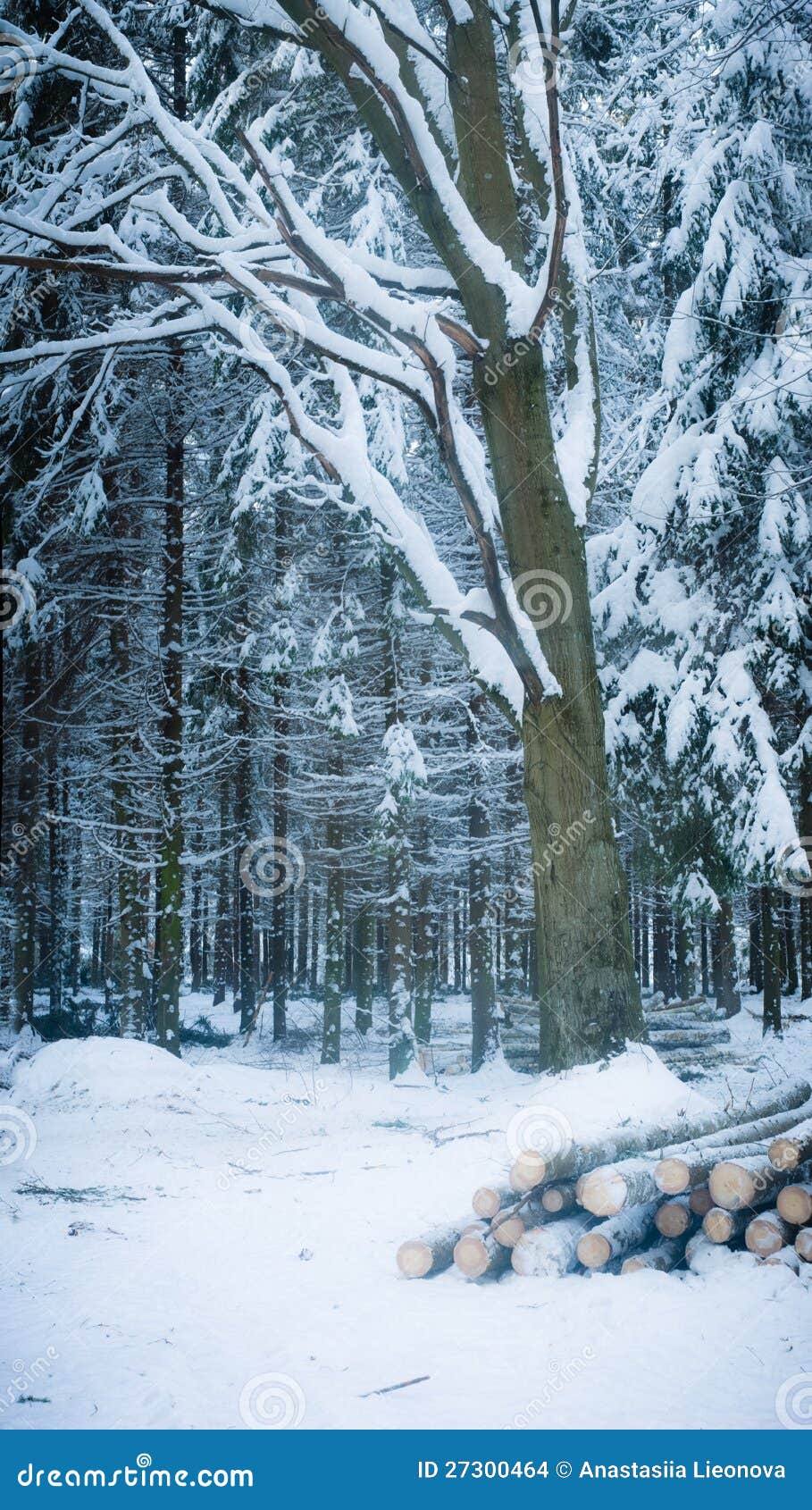 Winter scene stock photo. Image of cover, holiday, nature - 27300464