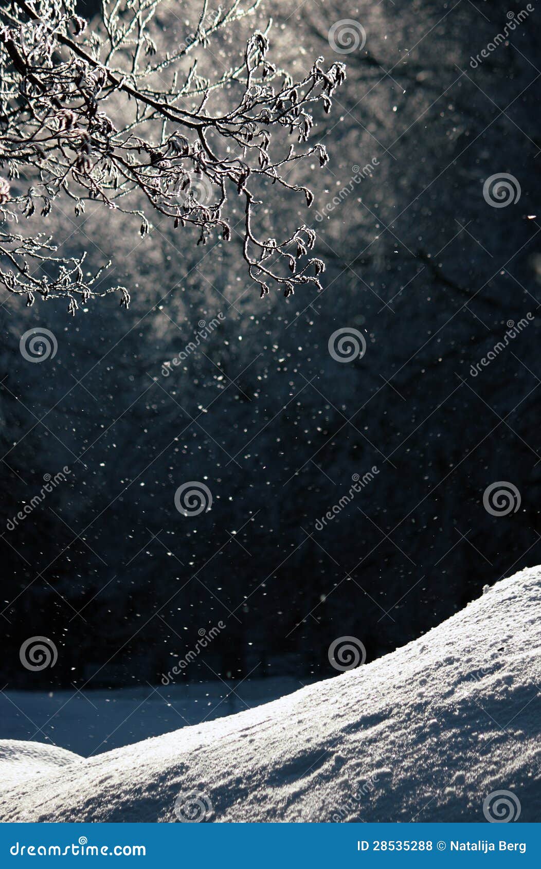 Winter scene stock photo. Image of season, tree, frost - 28535288
