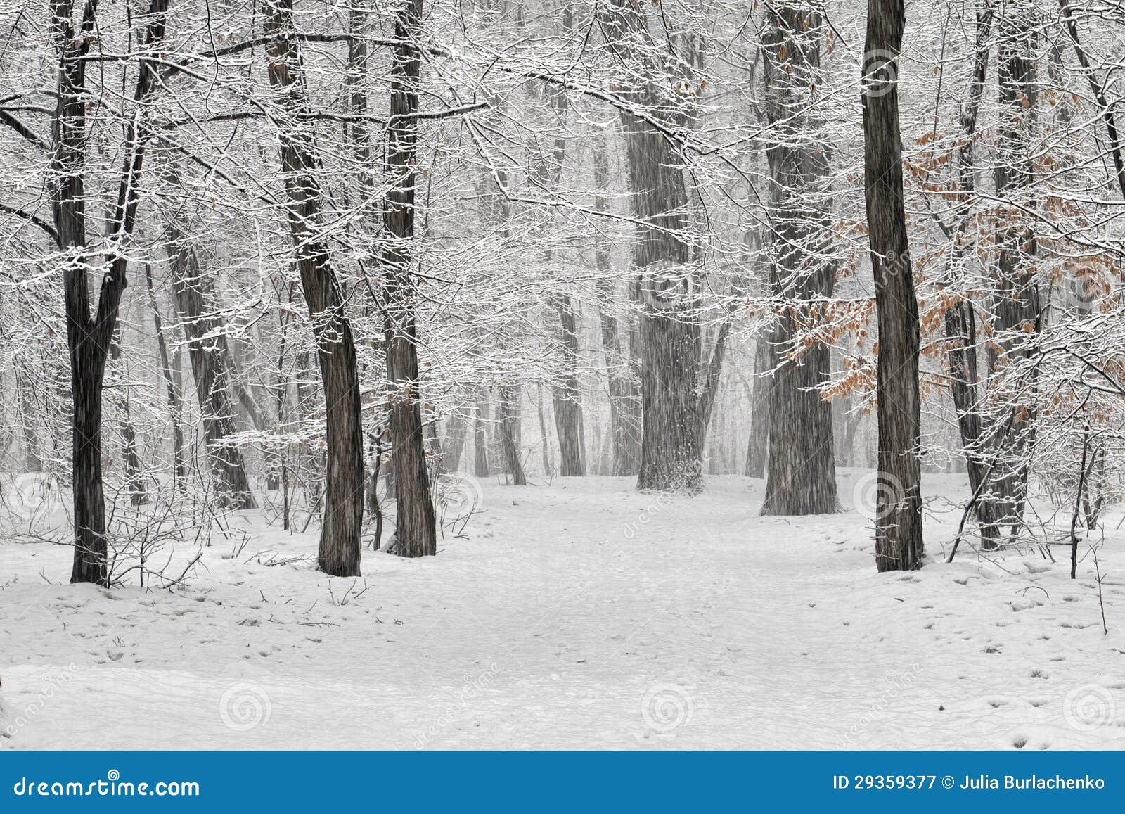 Winter scene stock image. Image of forest, outdoor, deep - 29359377