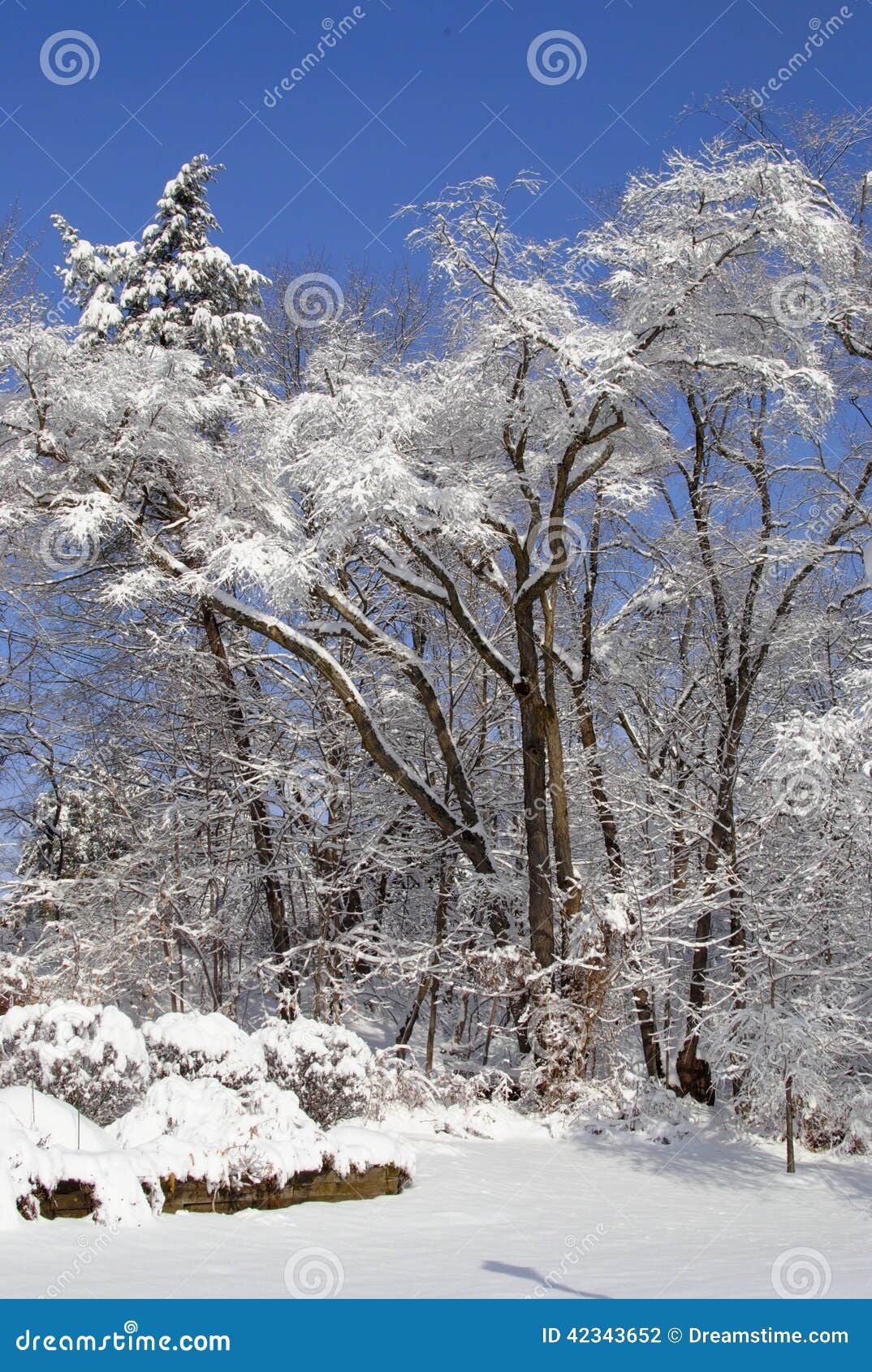 Winter Scene stock photo. Image of walking, evening, snow - 42343652
