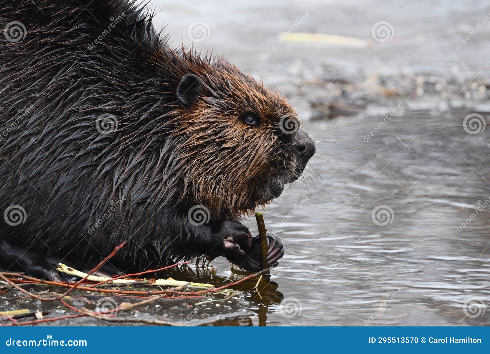 Winter Scene of a Beavers Chewing on a Branch in the Snow Stock Photo ...