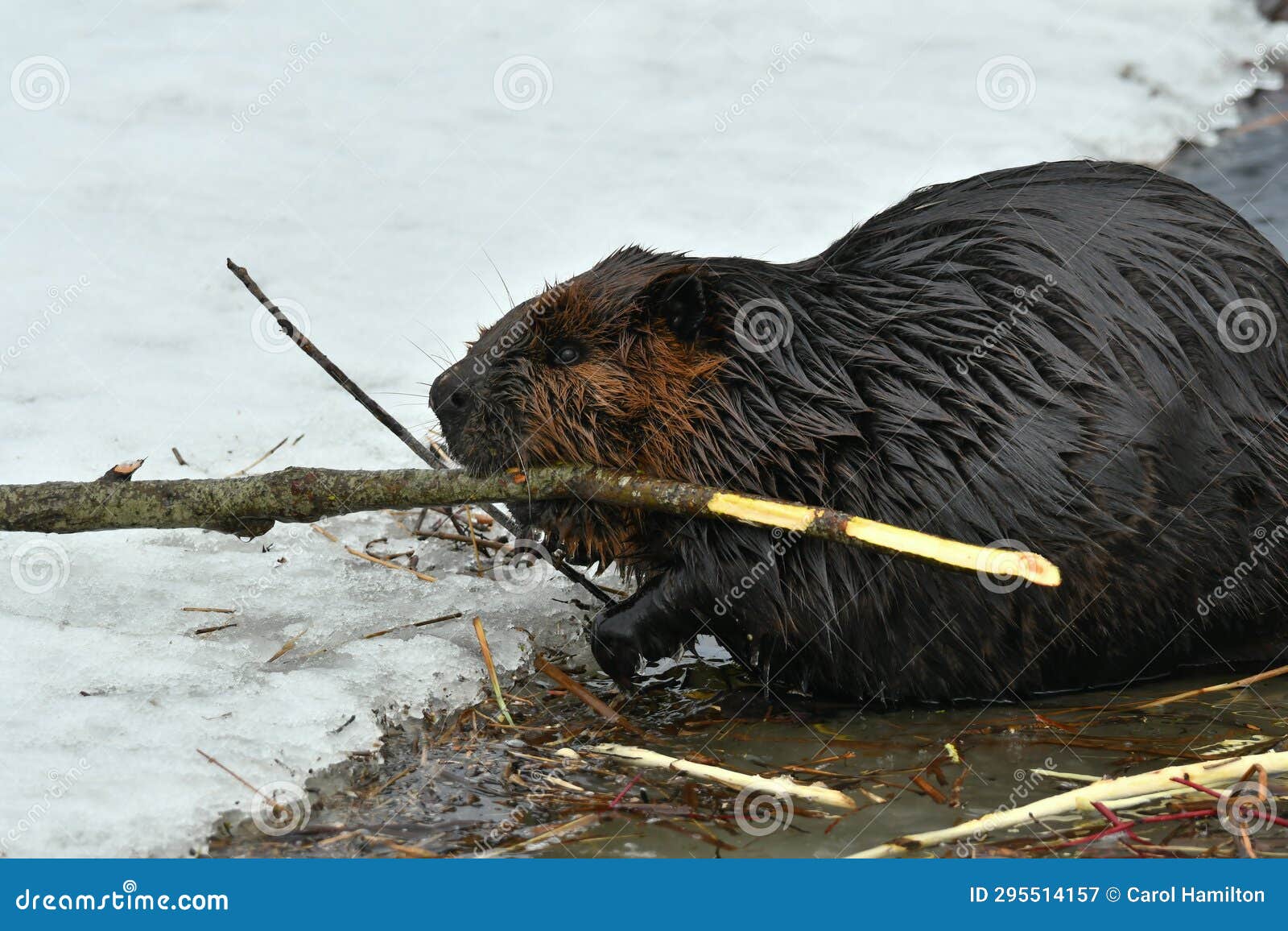 Winter Scene of a Beavers Chewing on a Branch in the Snow Stock Image ...
