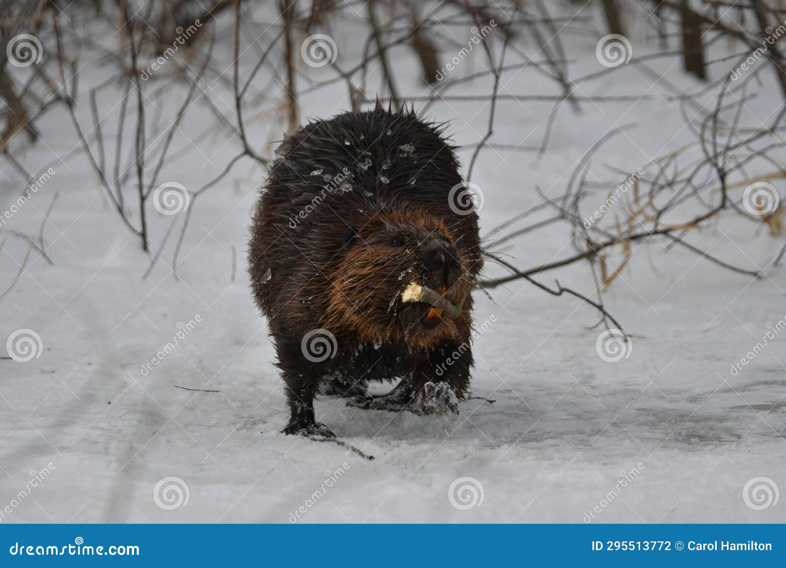 Winter Scene of a Beavers Dragging a Branch in the Snow Stock Photo ...