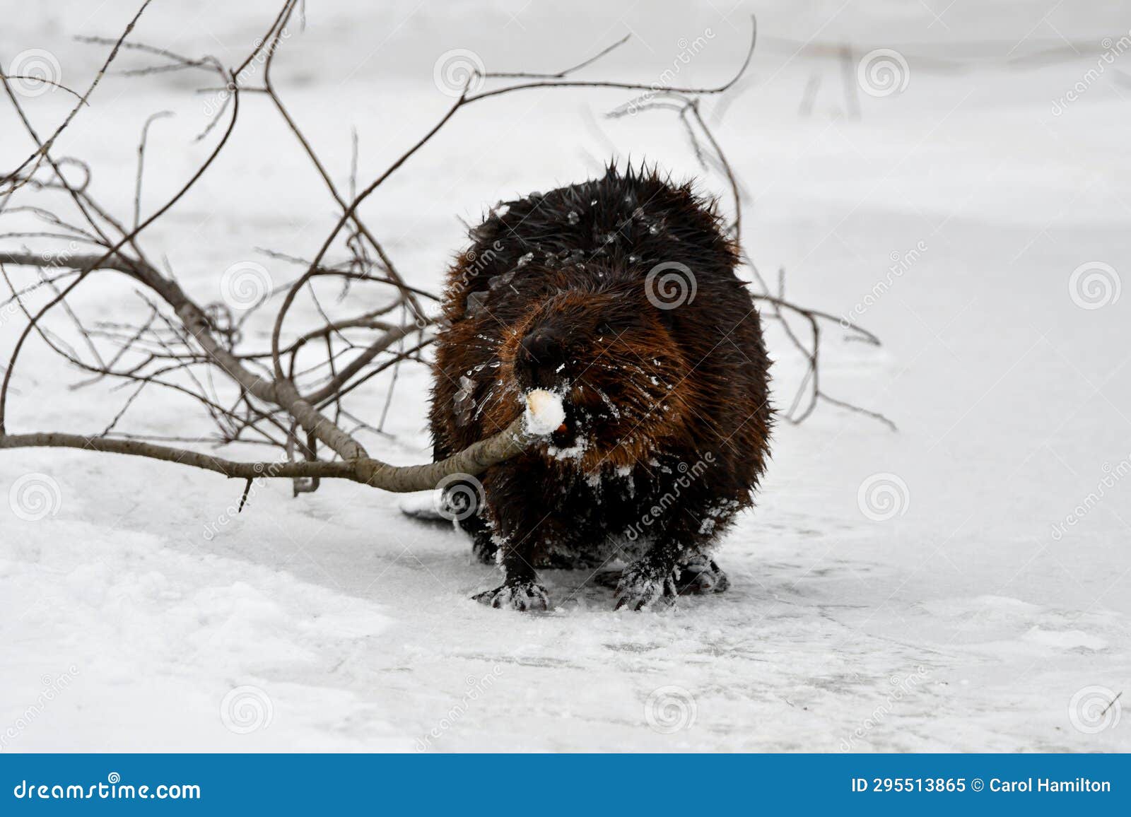 Winter Scene of a Beavers Dragging a Branch in the Snow Stock Image ...