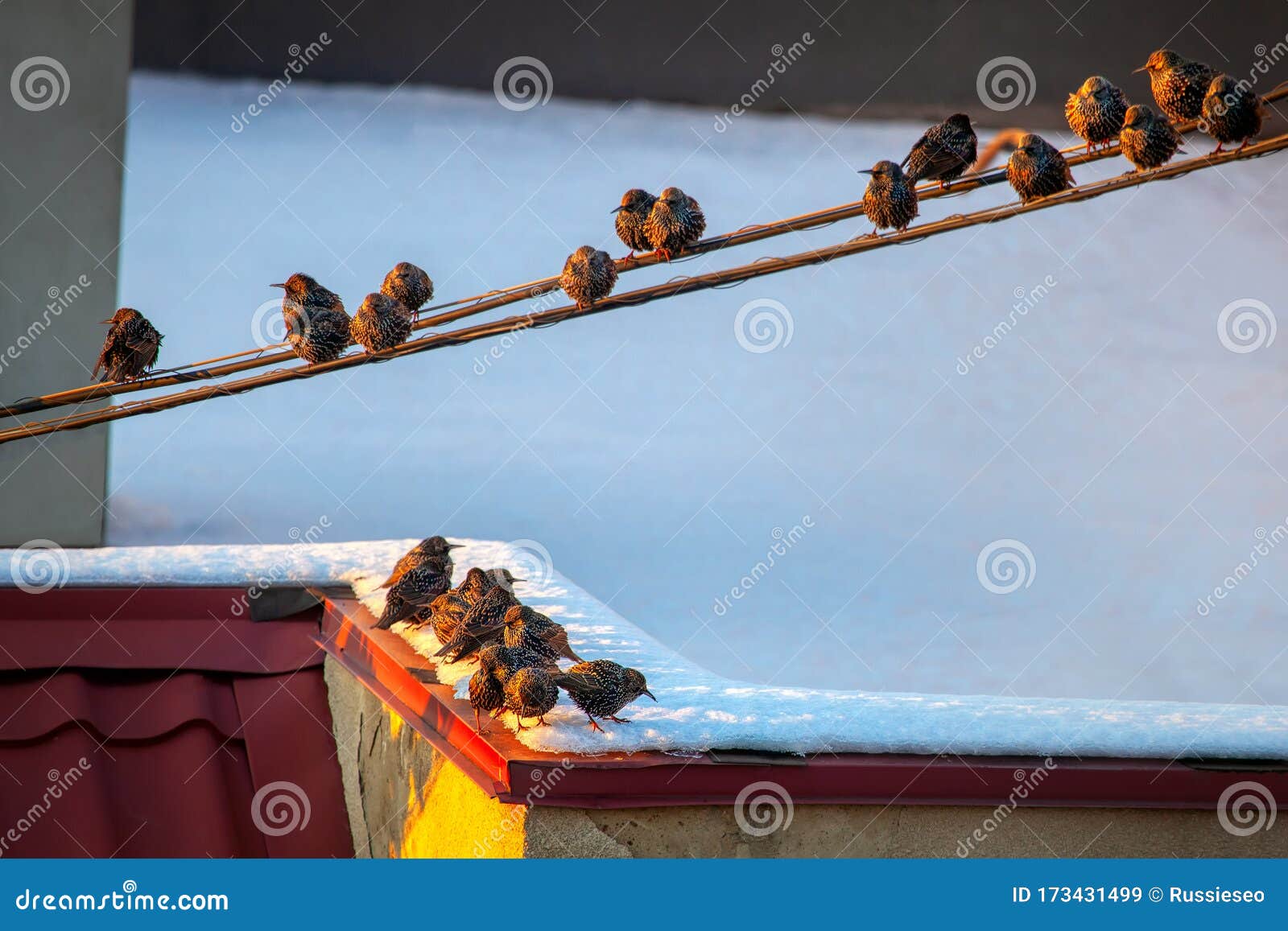 Birds on a rope stock image. Image of bird, rooftop - 173431499