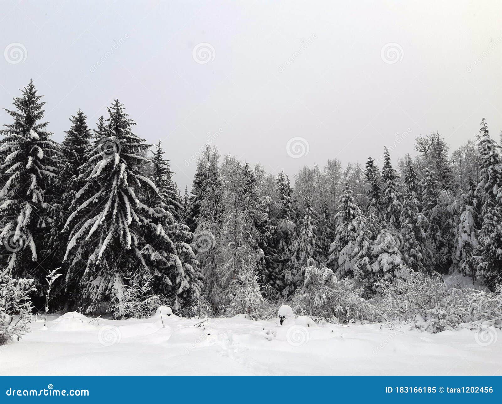 Winter Scene Canada with Snow Covered Trees and Cloudy Skies Stock ...
