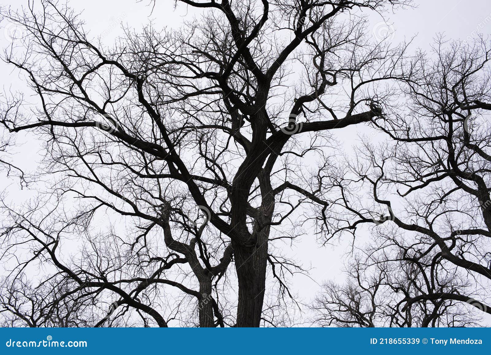 Winter Scene in Columbus Ohio Stock Image - Image of winter, tree ...