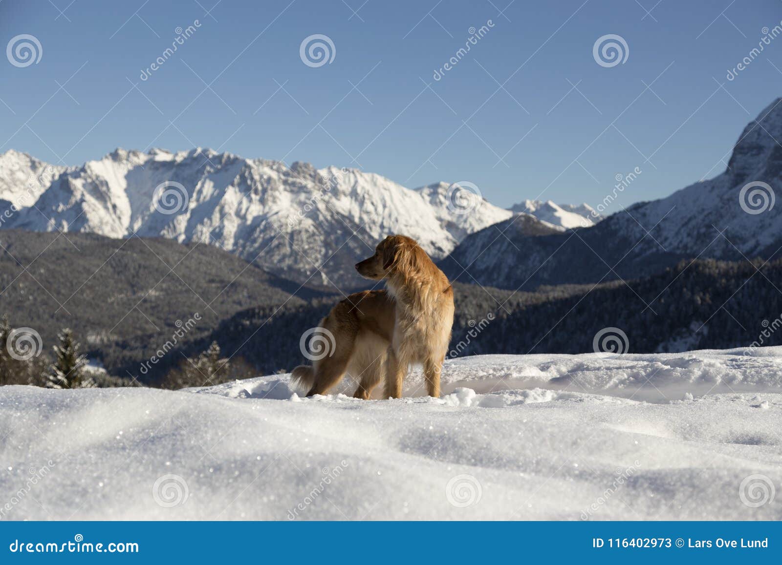 Labrador in the mountain stock image. Image of mountain - 116402973