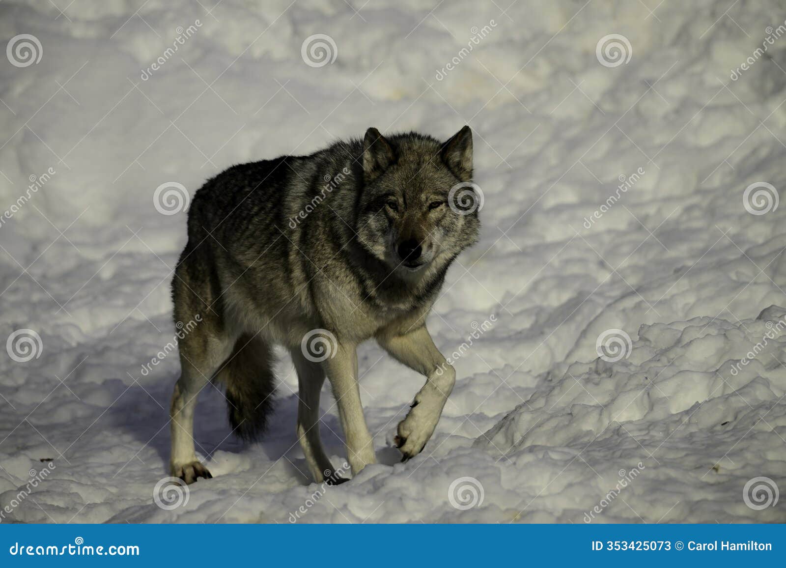 Winter Scene of an Eastern Timber Wolf Stock Image - Image of north ...