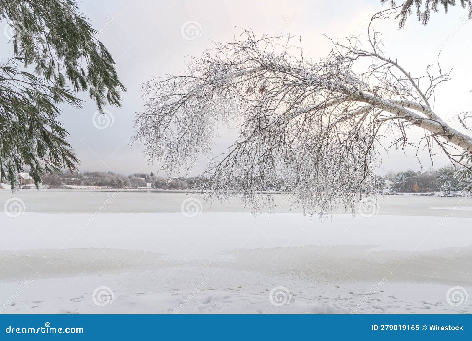 Winter Scene Featuring a Tall Tree with Snow Falling from Its Branches ...
