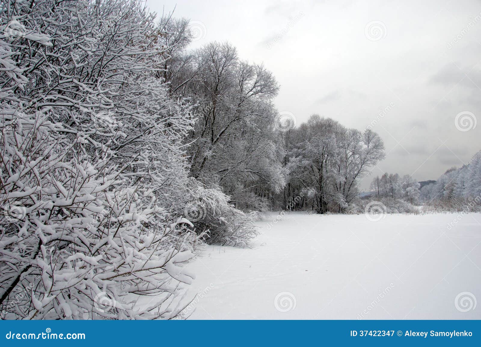 Winter scene stock image. Image of forest, meadow, snowy - 37422347