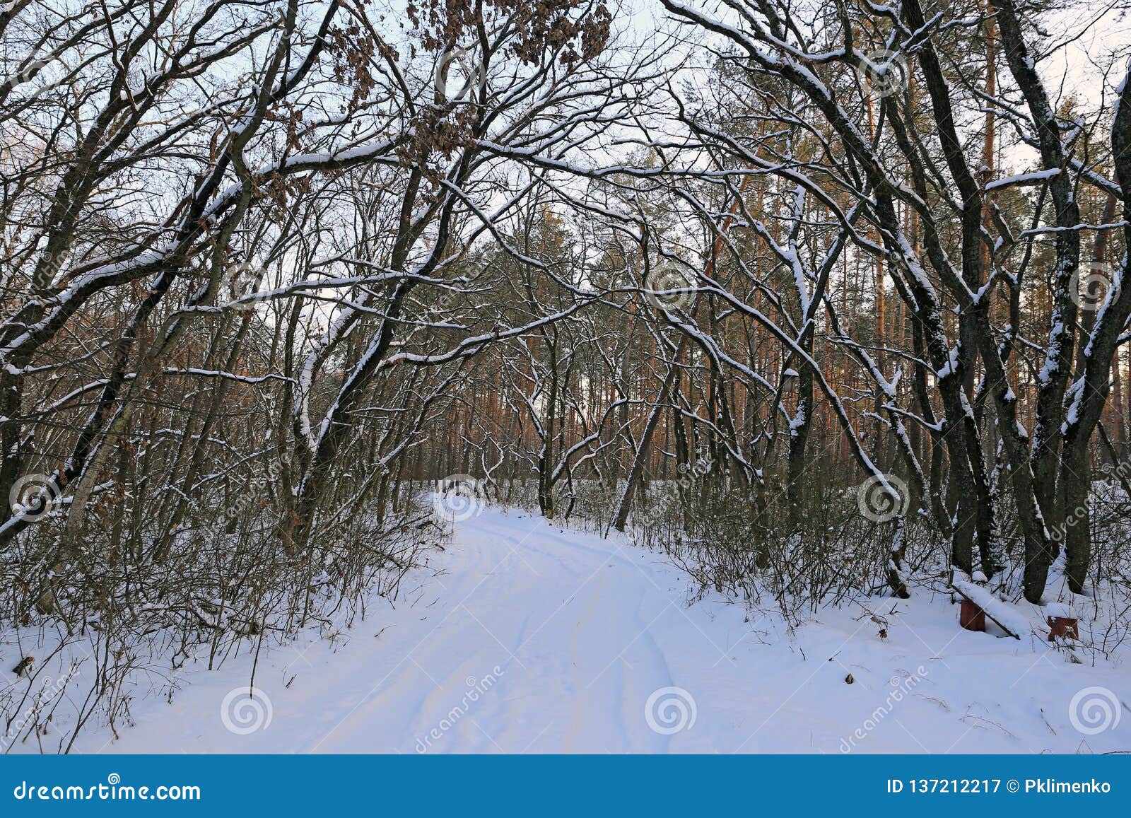 Winter scene in forest stock image. Image of natural - 137212217