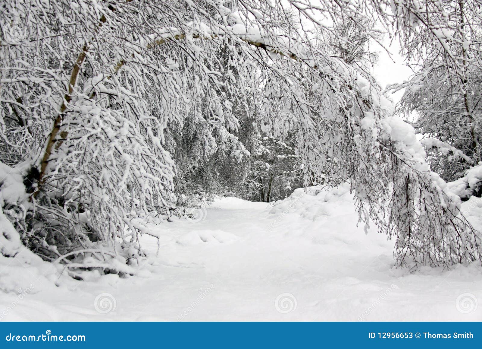 Winter Scene of Forest Trees and Snow Stock Image - Image of seasonal ...