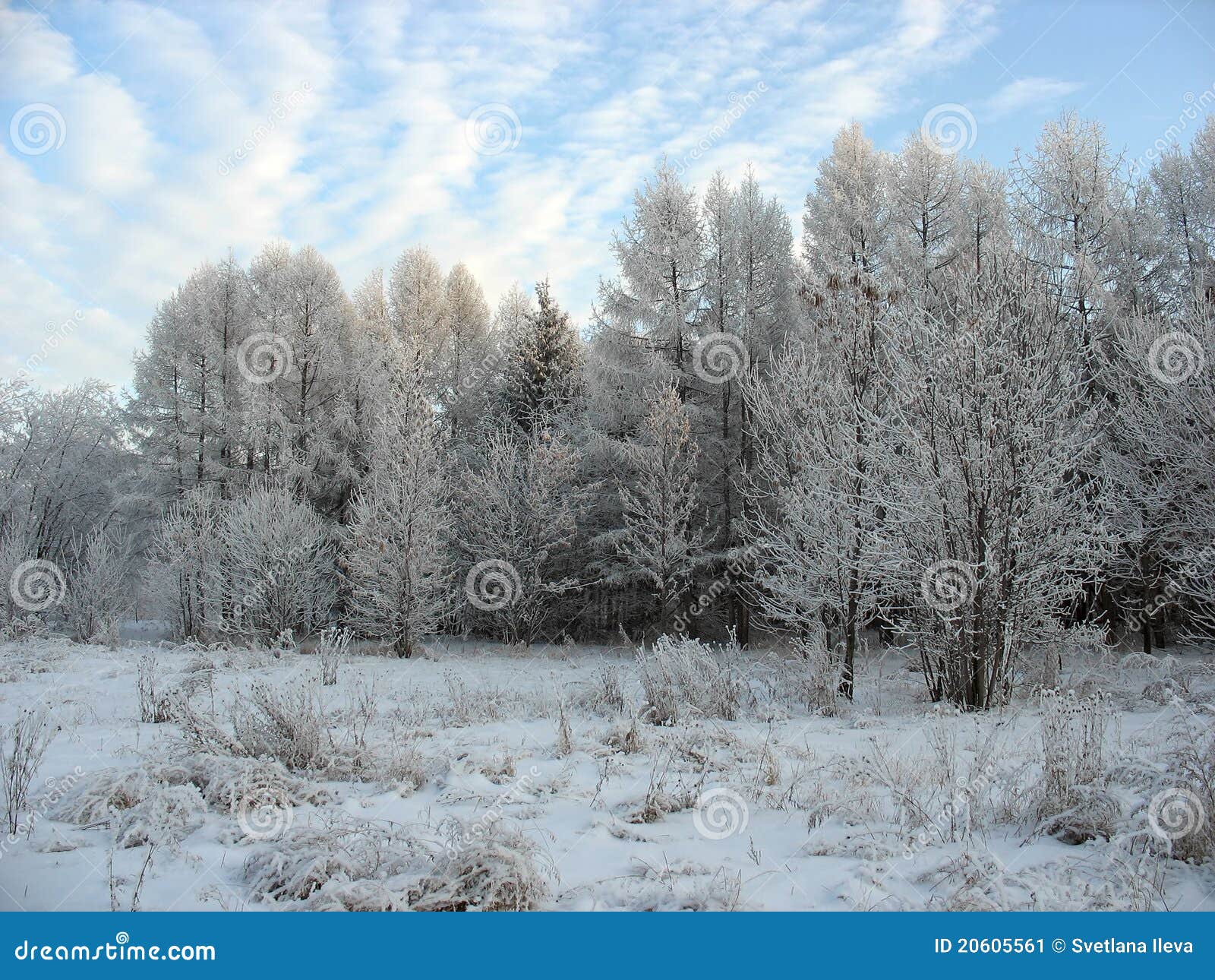 Winter scene. Frosty trees stock image. Image of natural - 20605561