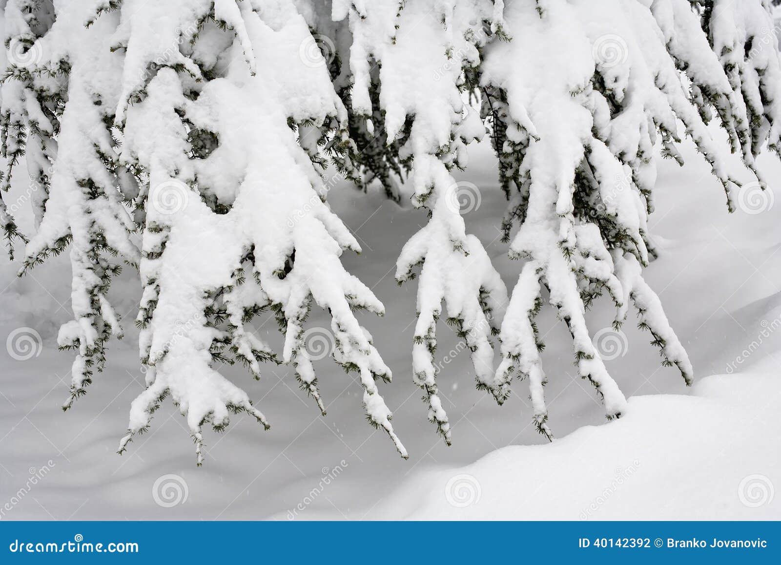 Winter Scene with Frozen Conifer Branches Stock Photo - Image of ...