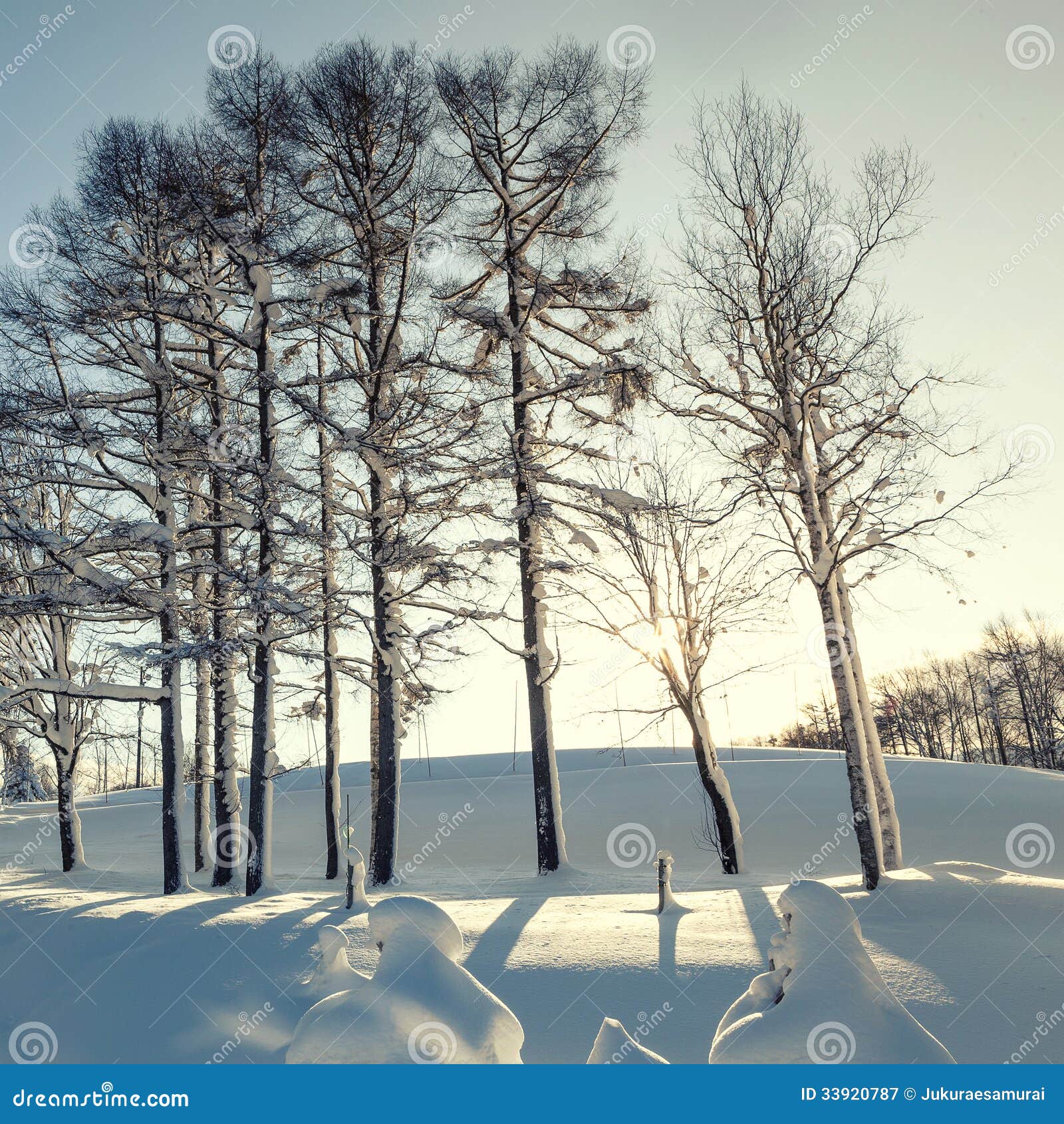 Winter scene stock image. Image of xmas, natural, trees - 33920787