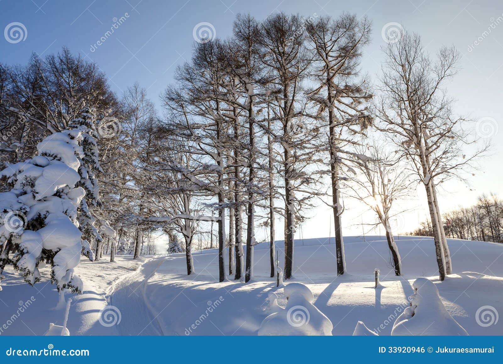 Winter scene stock photo. Image of snow, trees, shadow - 33920946