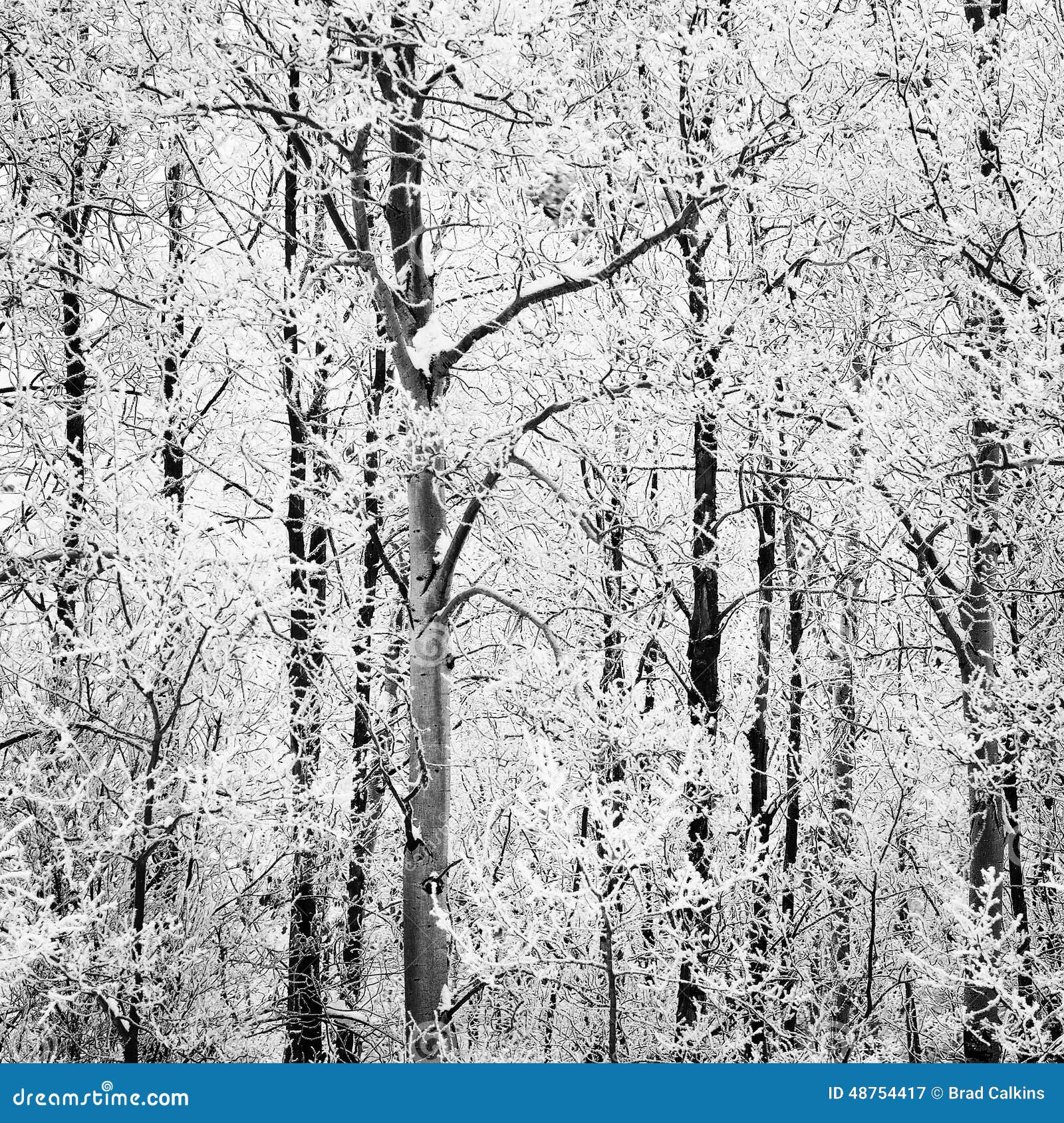 Winter scene stock image. Image of landscape, winter - 48754417