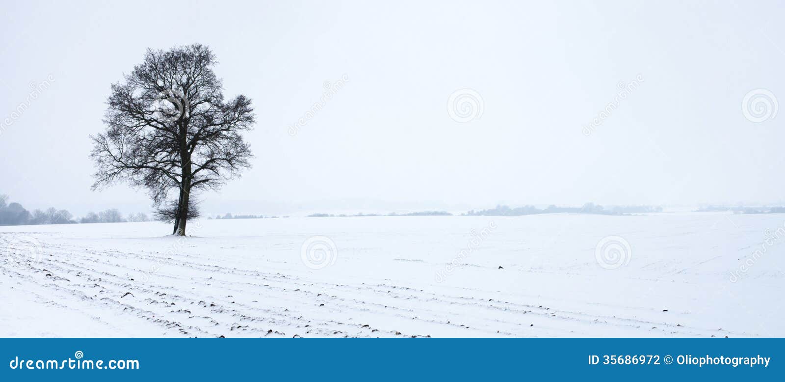 Winter scene stock photo. Image of nature, tree, frosty - 35686972