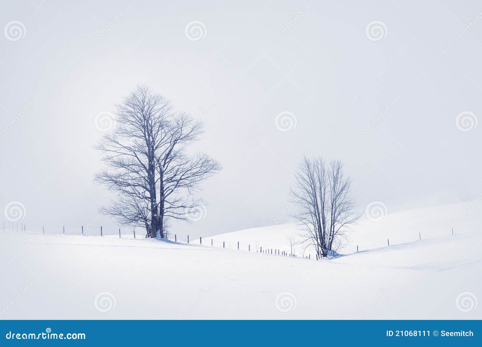 Winter Scene with Lonely Trees Stock Image - Image of gray, dusk: 21068111