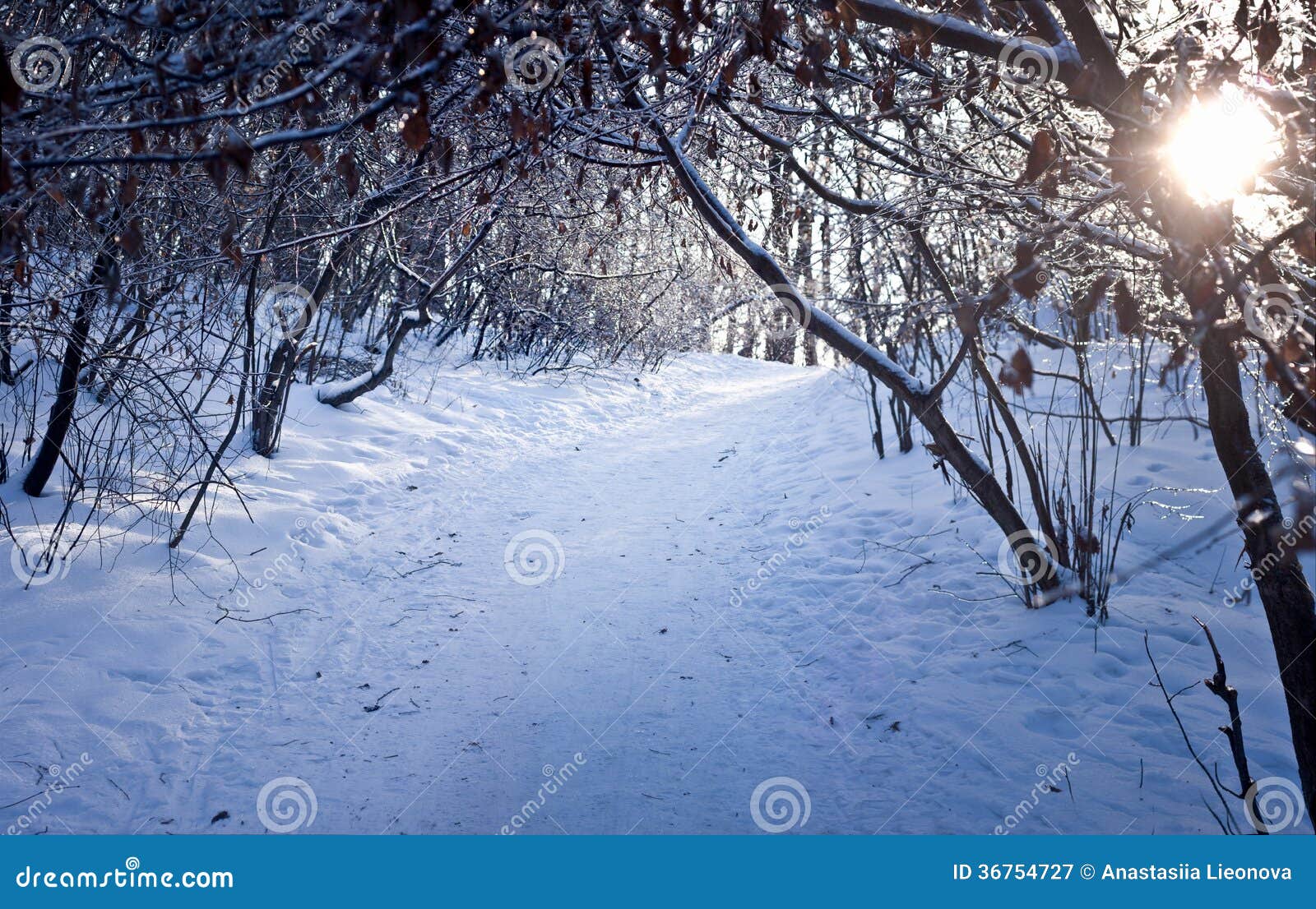 Winter scene stock image. Image of crystal, cold, chill - 36754727