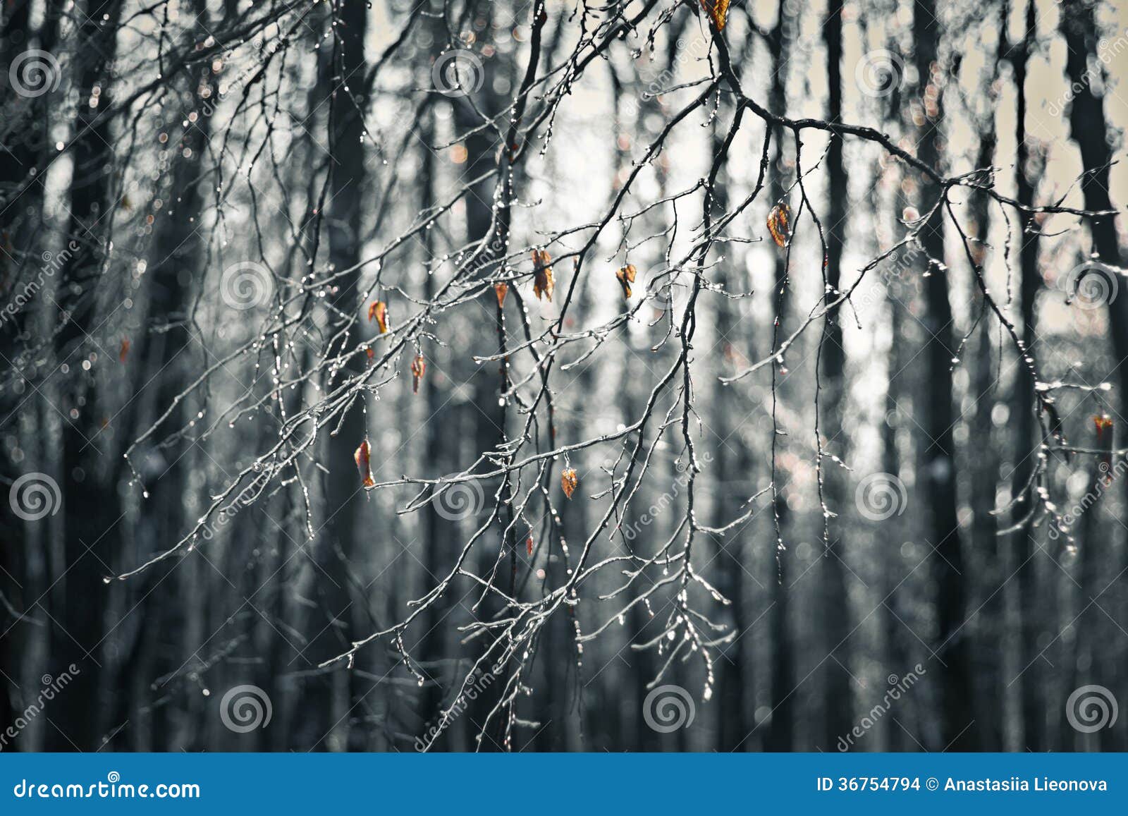 Winter scene stock photo. Image of outdoor, rime, natural - 36754794