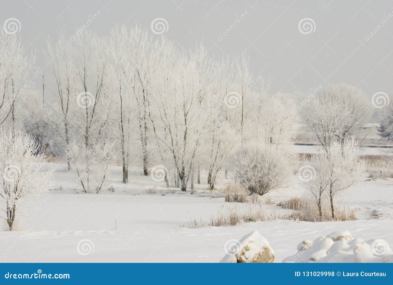 Winter Scene with Many Trees with Snow Covered Branches Snow Covered ...