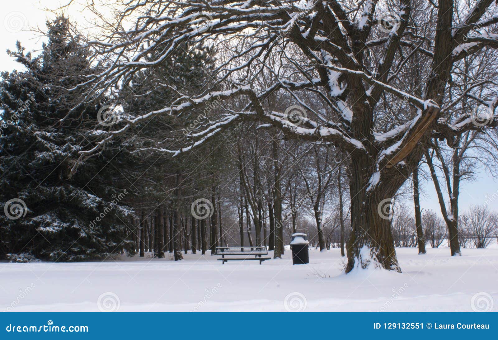 Winter Scene with Multiple Trees Including a Pine Tree and a Giant Oak ...