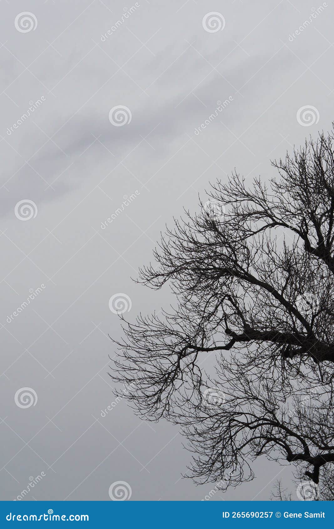 The Tree is Part of this with a Lot of Negative Space with the Grey ...