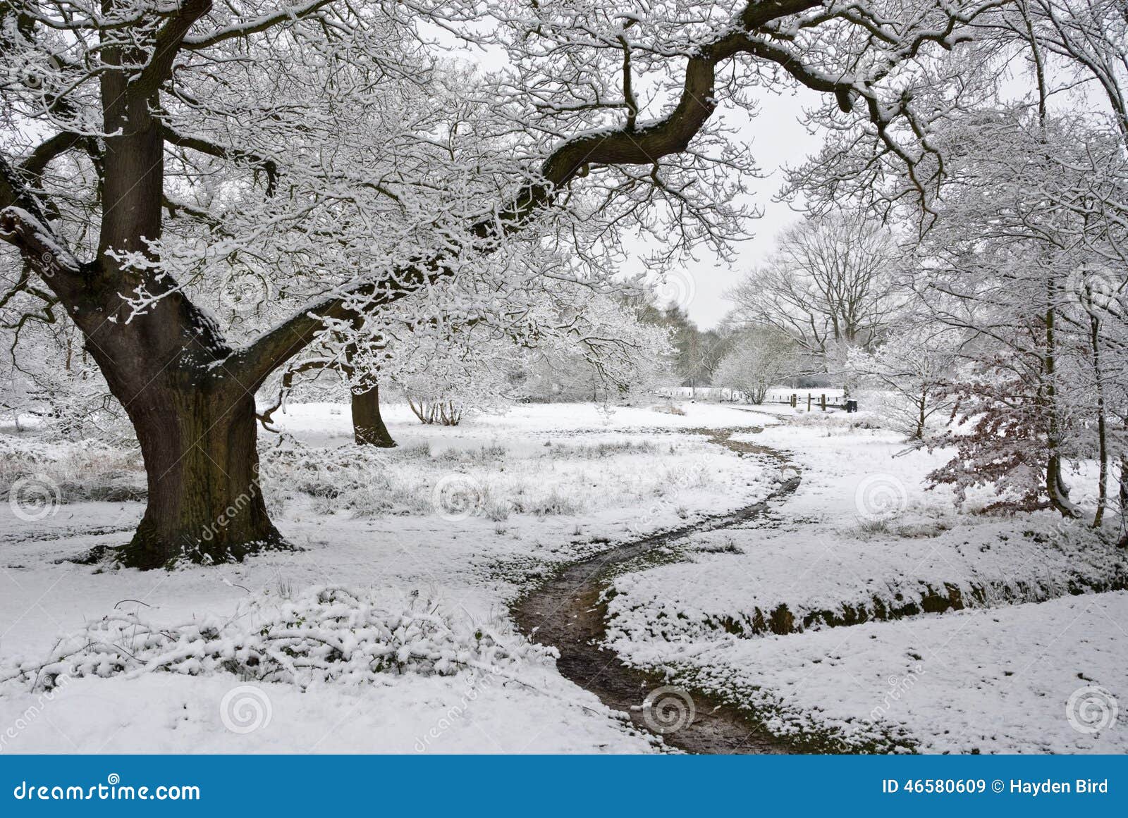 Winter Scene of Path and Tree Covered in Snow Stock Image - Image of ...