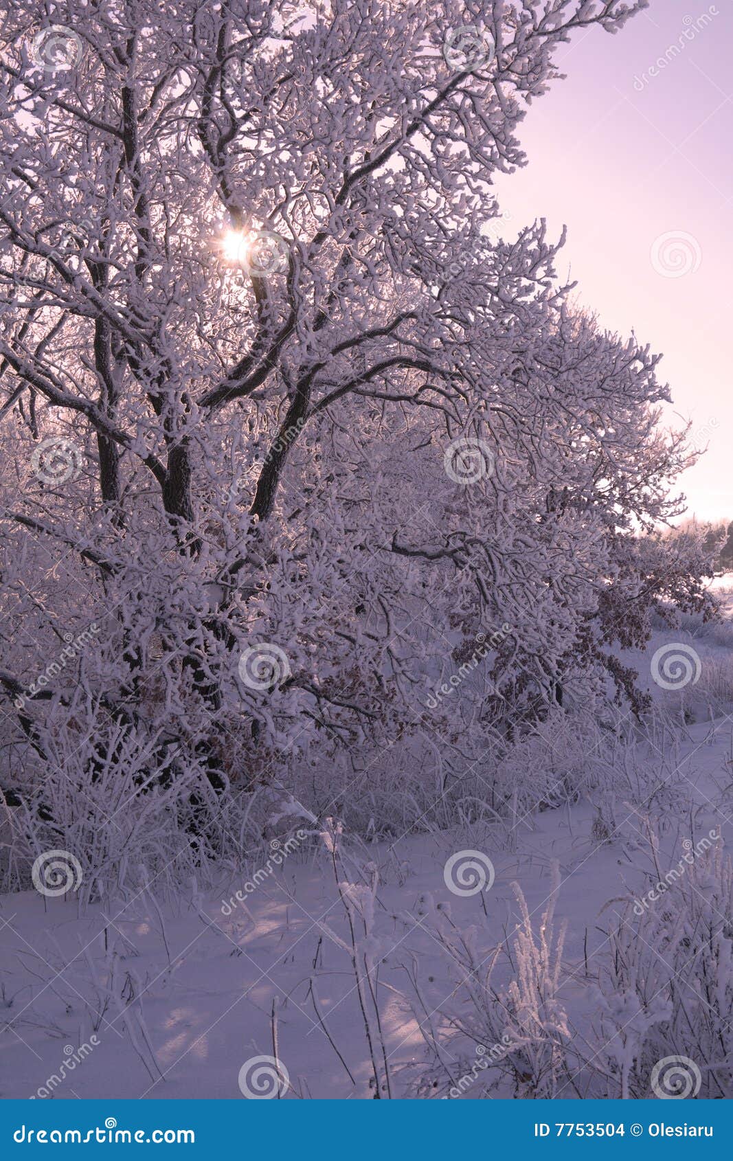 Winter scene in purple stock photo. Image of landscape - 7753504