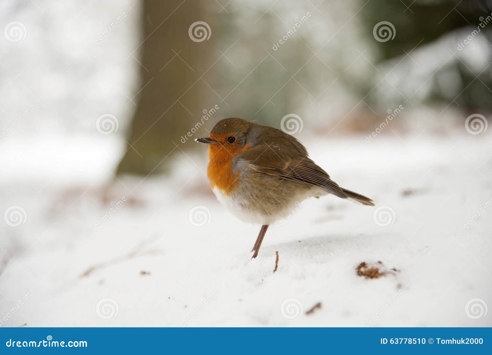 Winter Scene of Robin in Snow Stock Photo - Image of festive, christmas ...