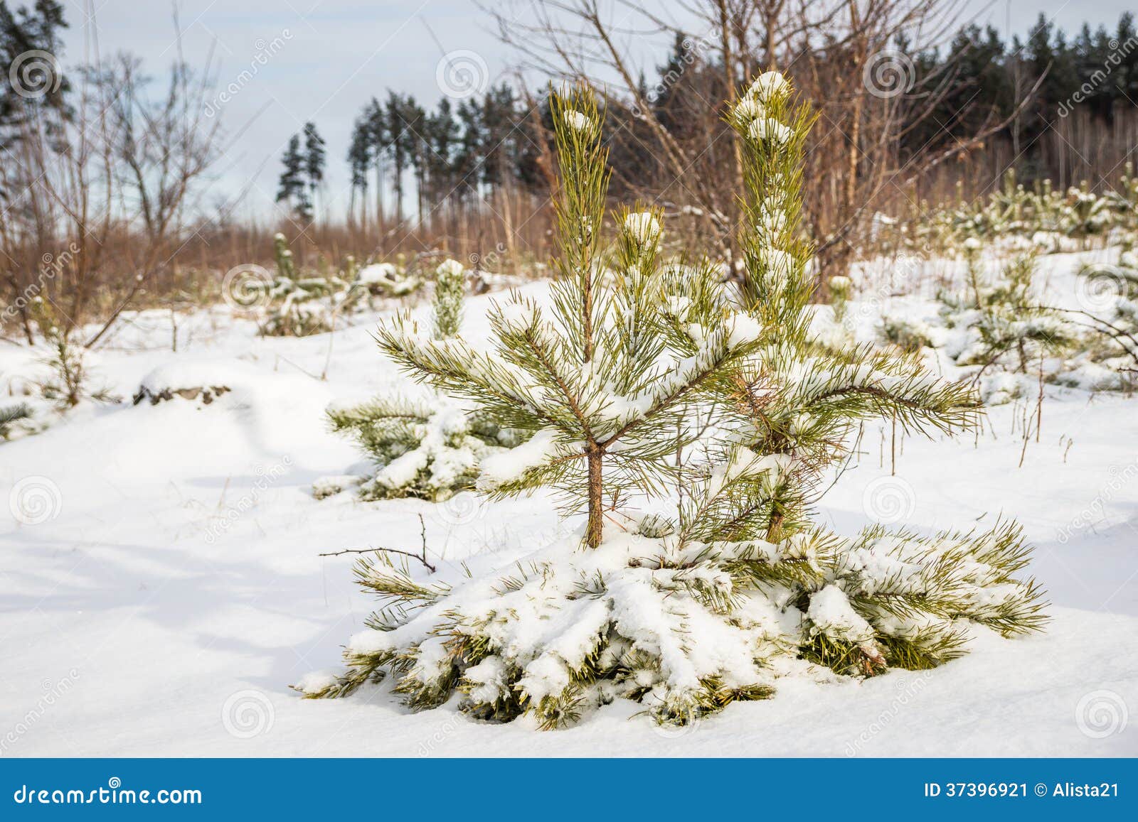 Winter Scene of Small Pines Stock Image - Image of cold, snow: 37396921
