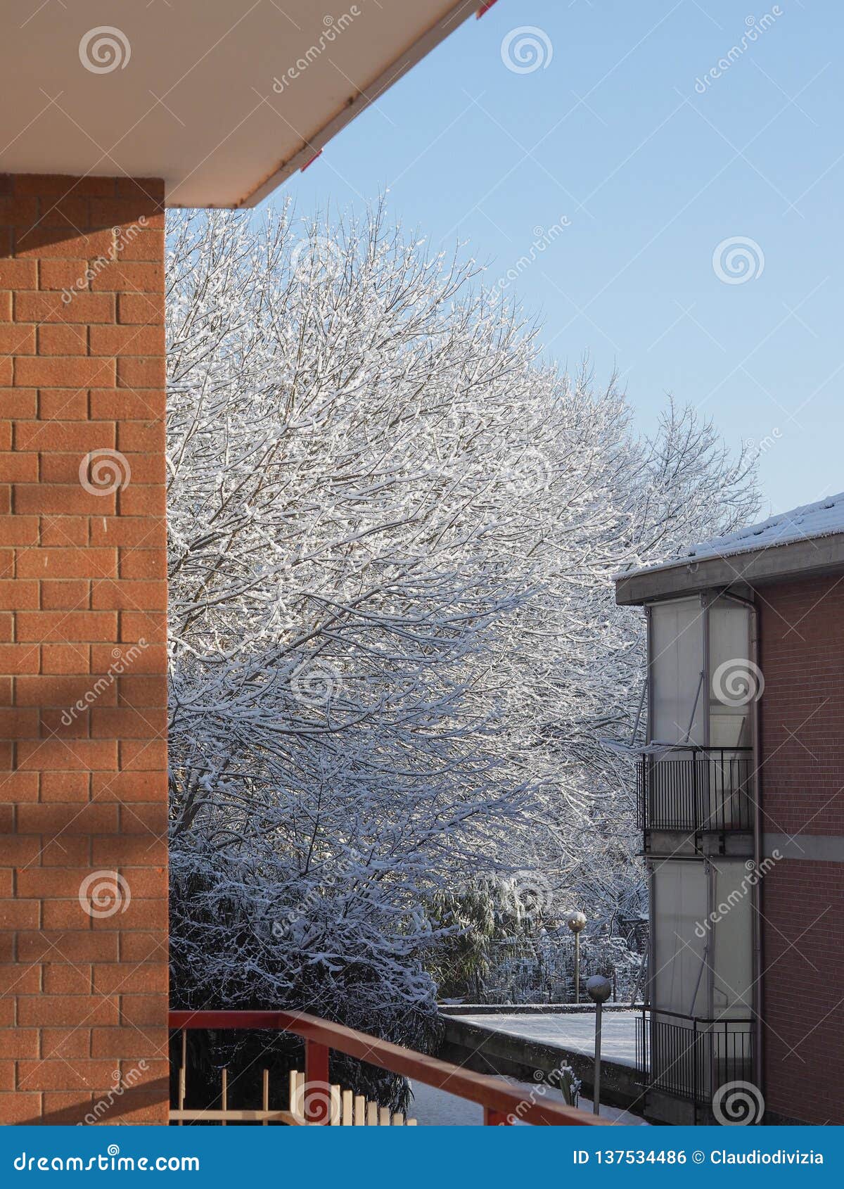 Winter scene with snow stock photo. Image of snow, winter - 137534486