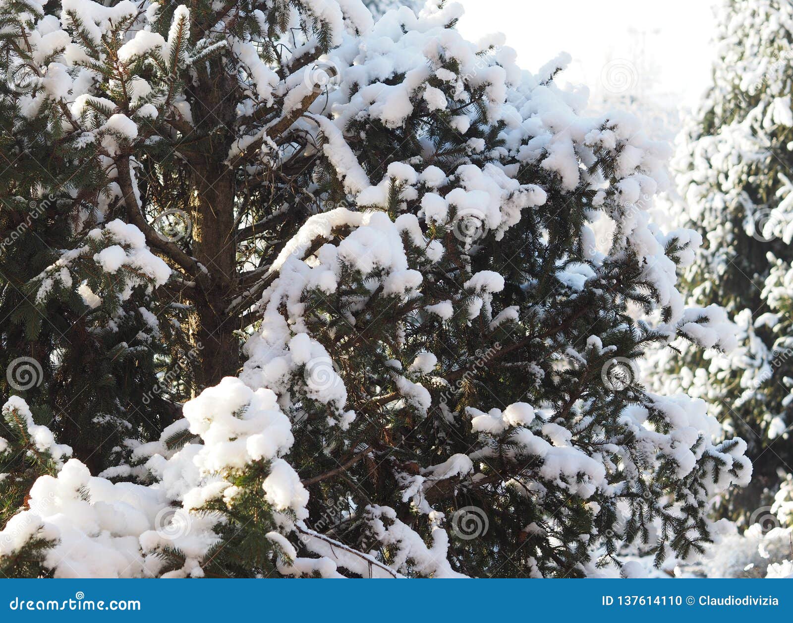 Winter scene with snow stock photo. Image of scene, snowing - 137614110