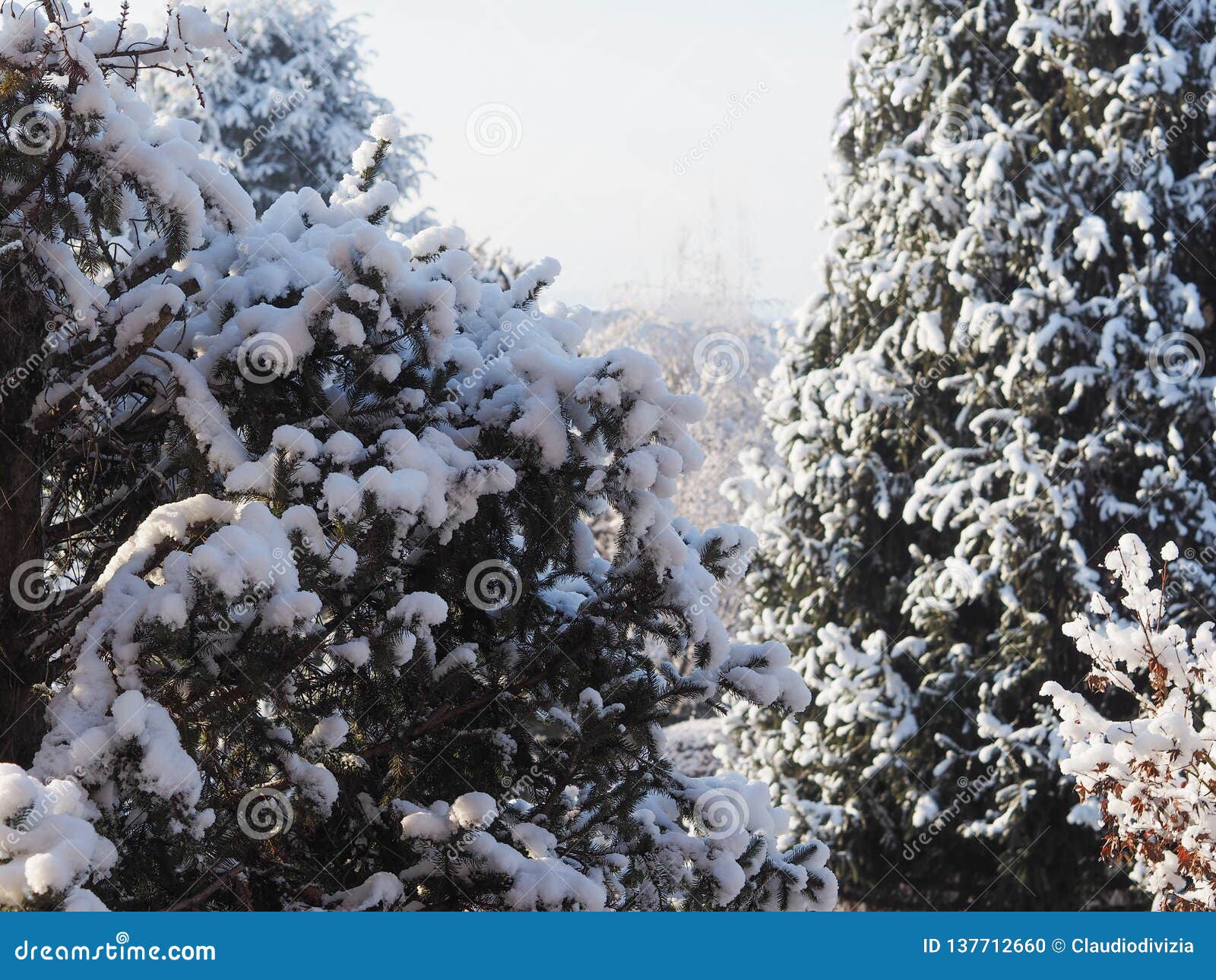 Winter scene with snow stock photo. Image of snow, cold - 137712660