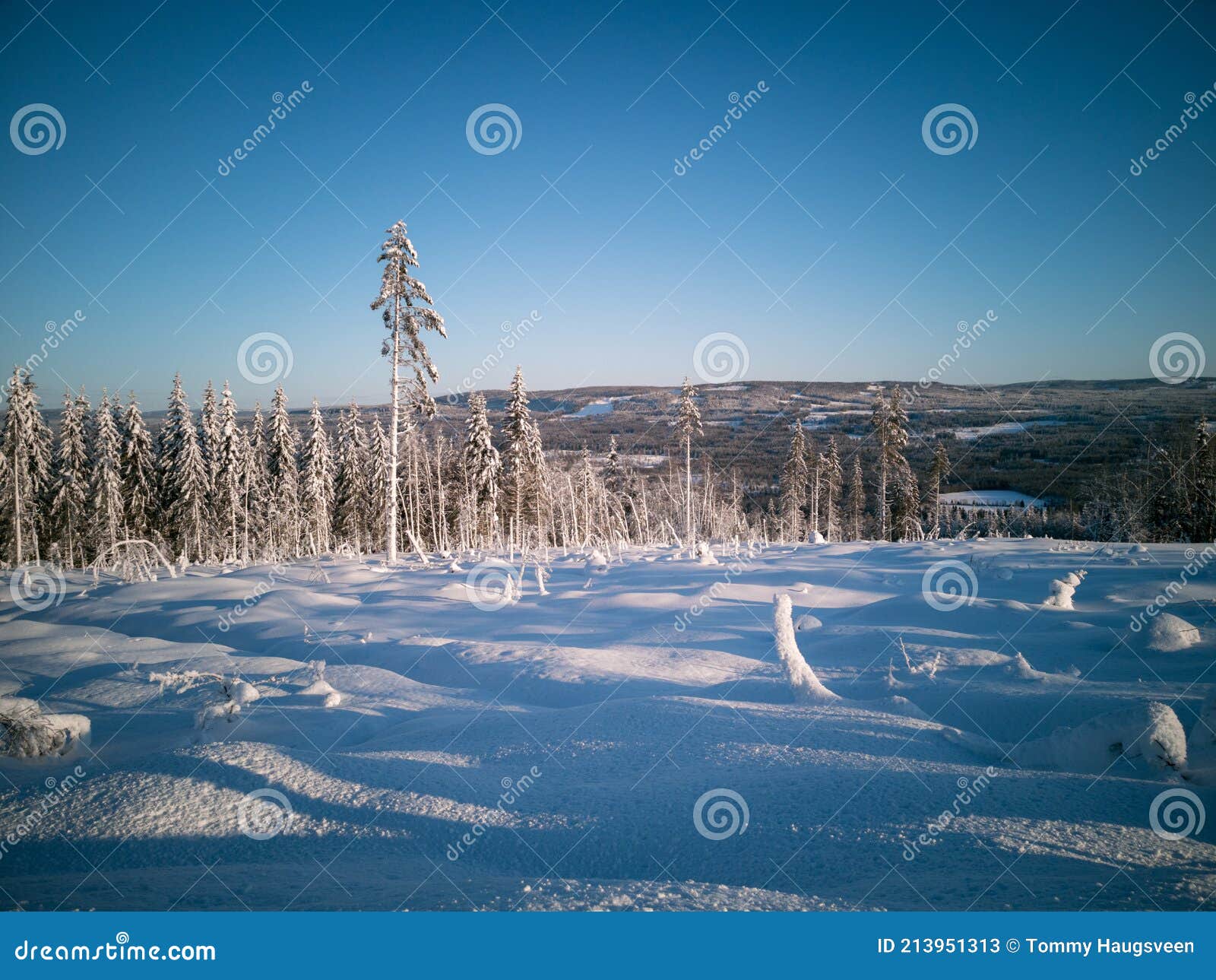 Winter Scene with Snow Covered Trees in Norway Stock Image - Image of ...