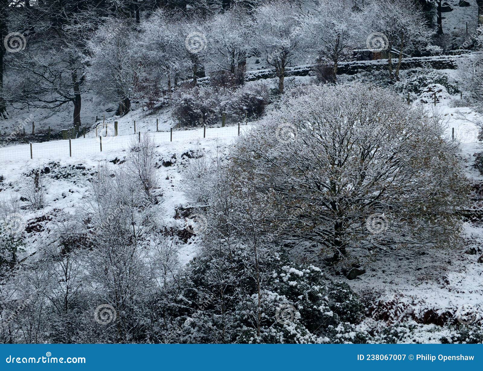 Winter Scene with Snow Covered Woodland and Fields with Pale Blue Sky ...