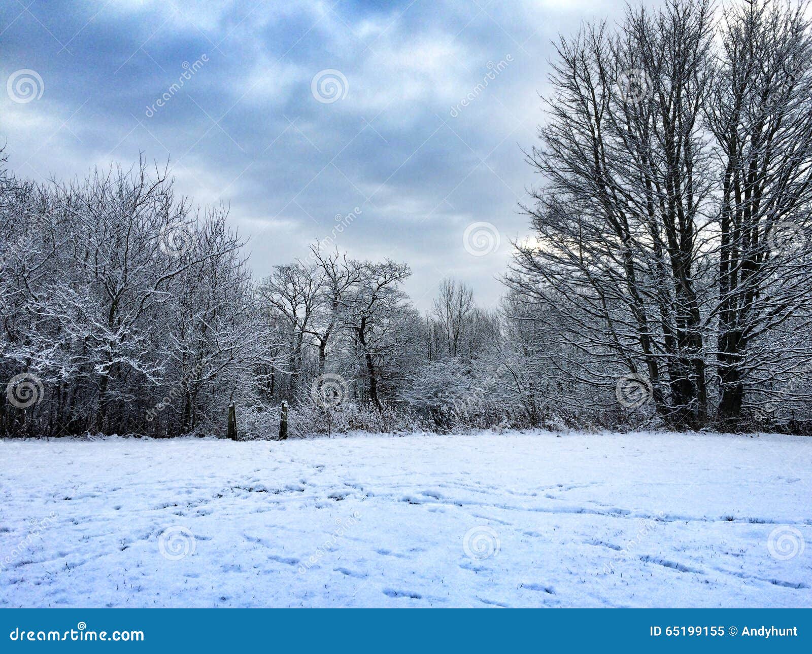 Winter scene stock image. Image of fresh, bare, trees - 65199155