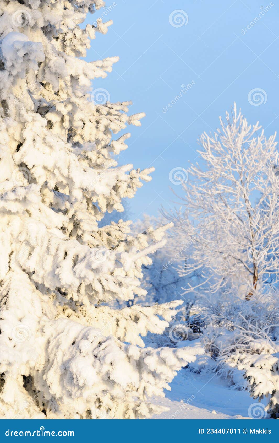 Winter Scene with Snowy Trees Stock Image - Image of pattern, garden ...