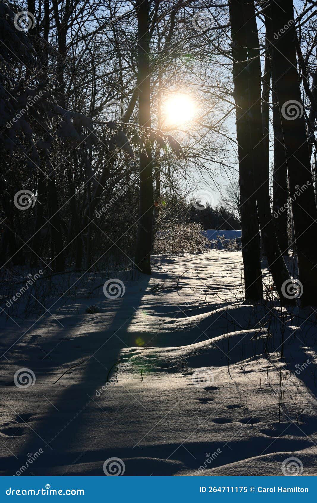 Winter Scene of Sun Rising through Forest Stock Image - Image of forest ...